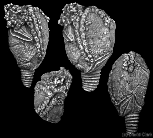 Possibly disarticulated cystoid pieces? - Fossil ID - The Fossil Forum