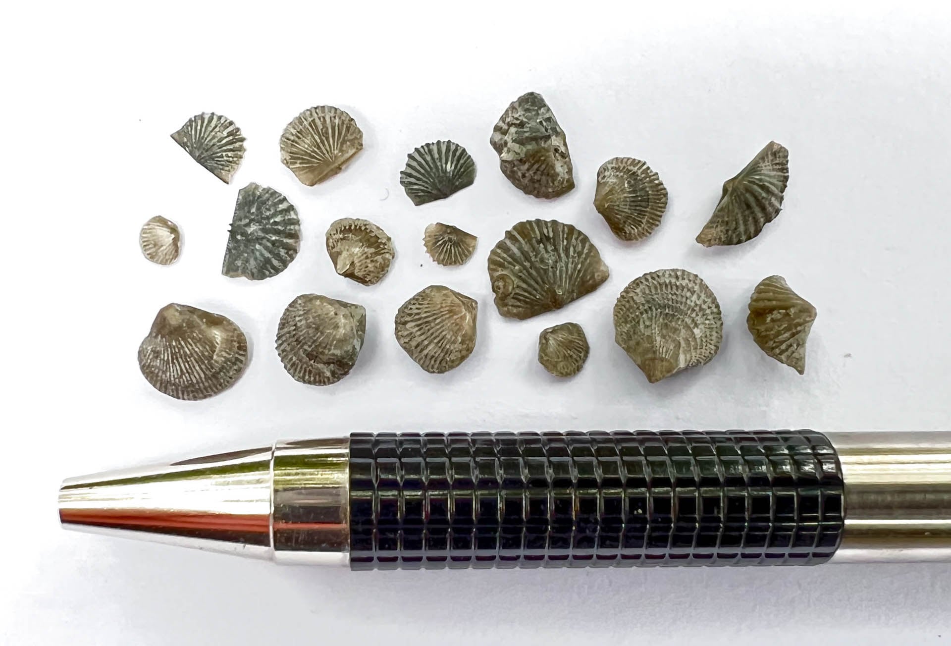Small collection of fossils from the Potter Farm Formation (Alpena, MI ...