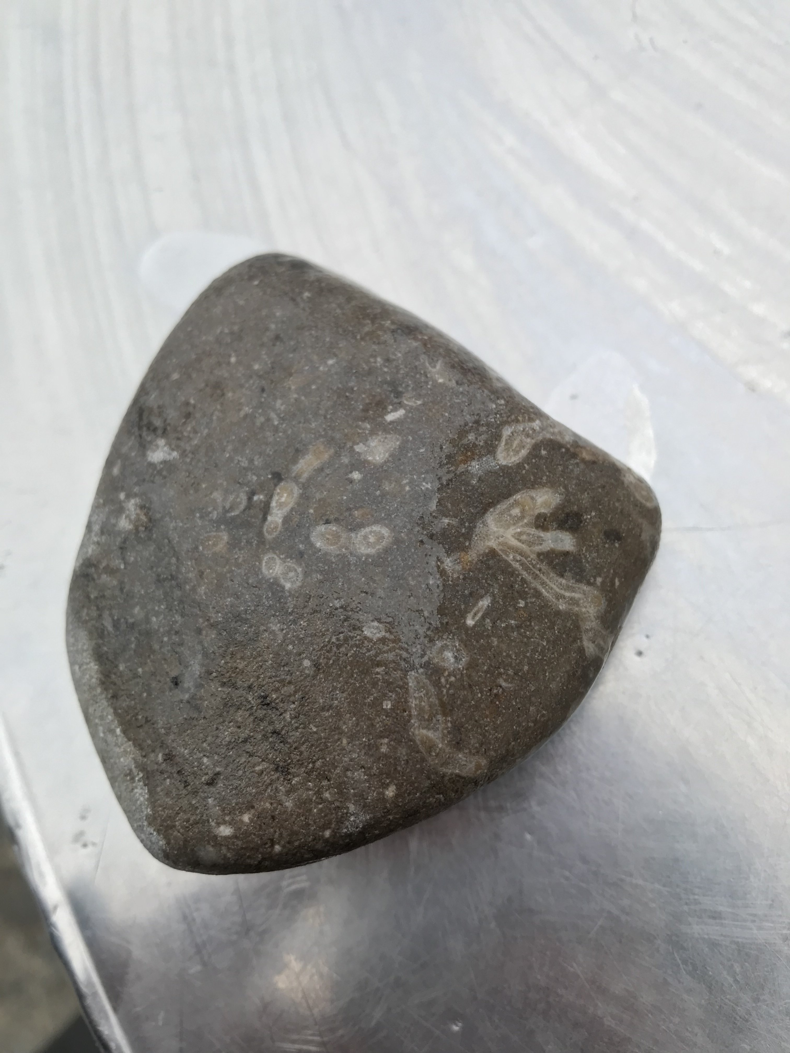 Fossil found at Saltburn beach - Fossil ID - The Fossil Forum