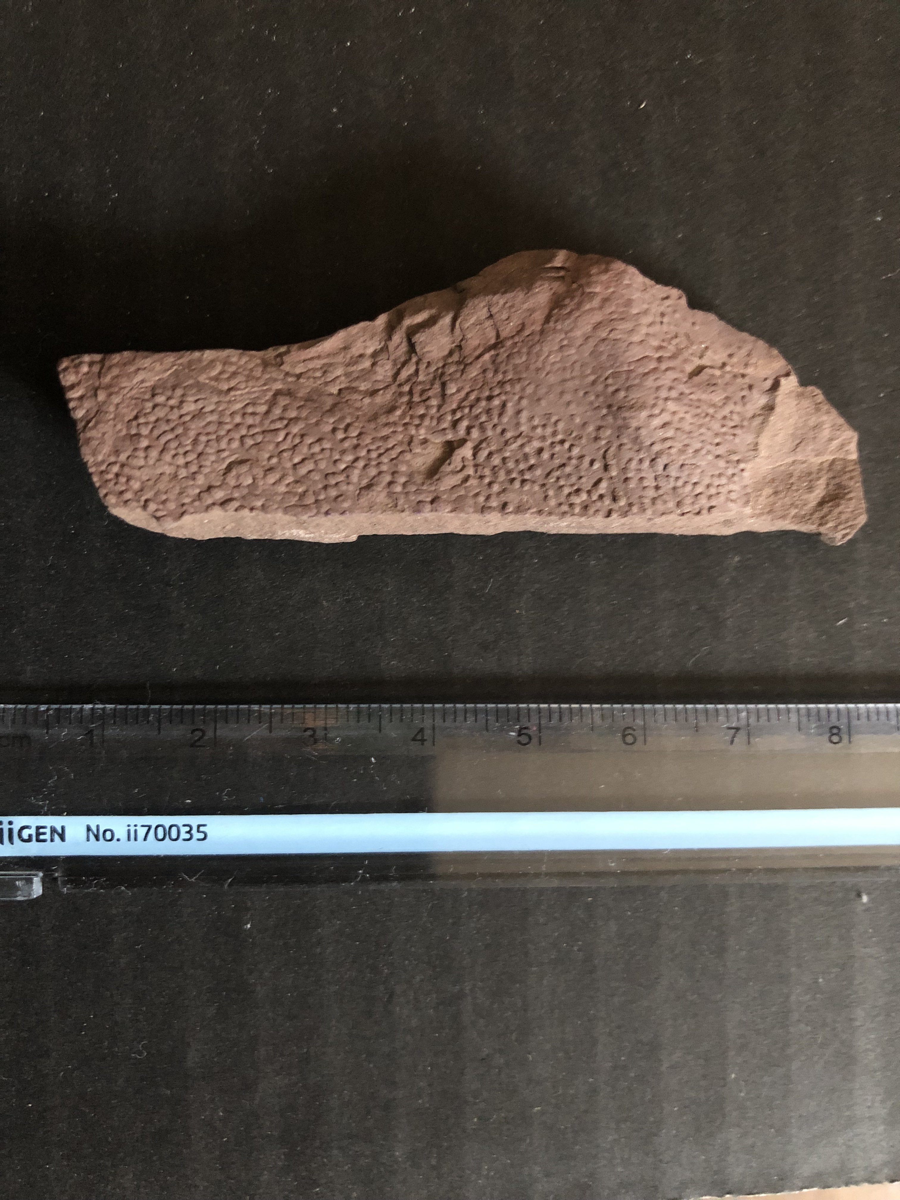 Ediacaran fossils from Saudi Arabia - Fossil ID - The Fossil Forum