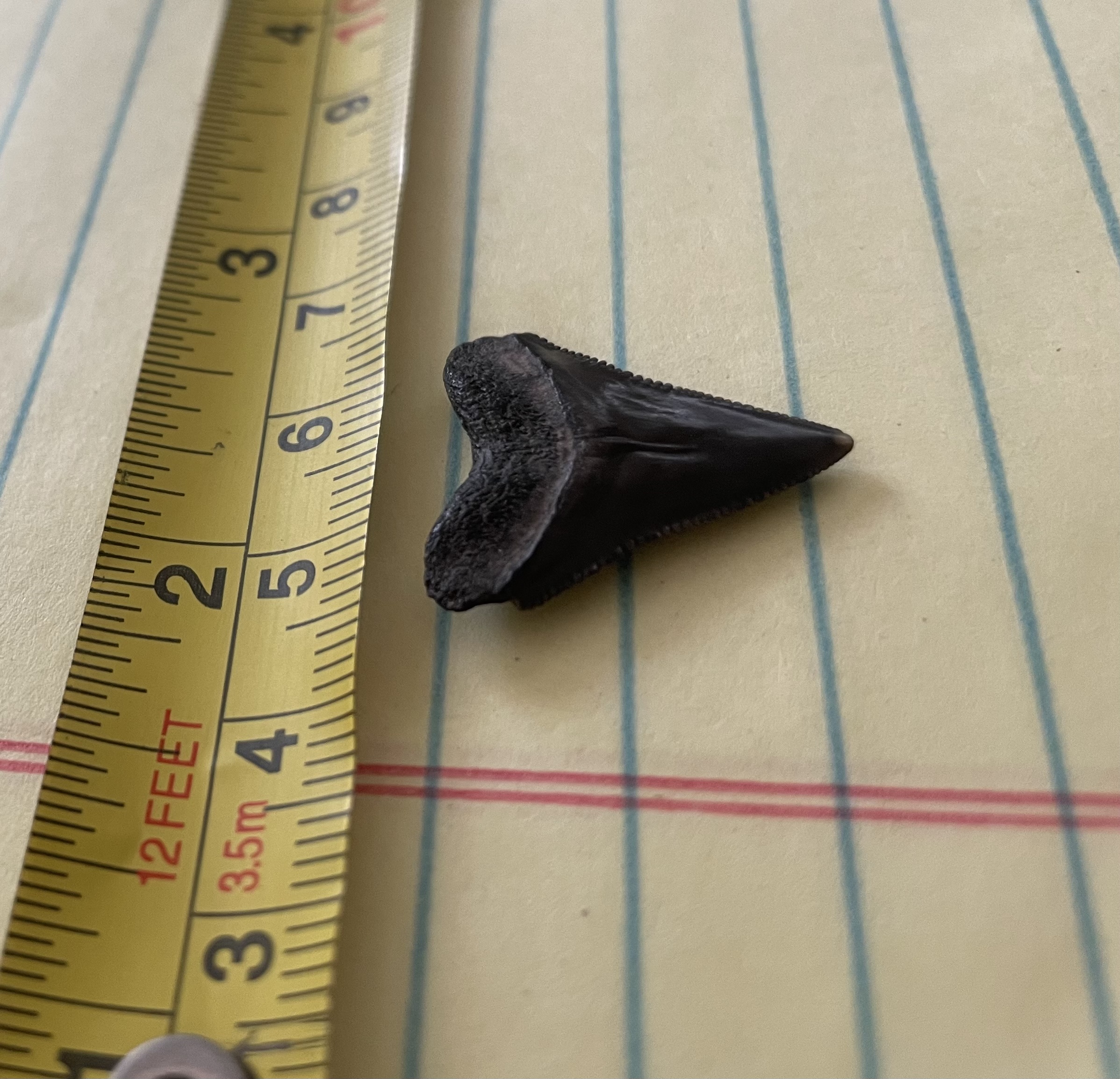 Bull? Dusky? Great White? - Fossil ID - The Fossil Forum