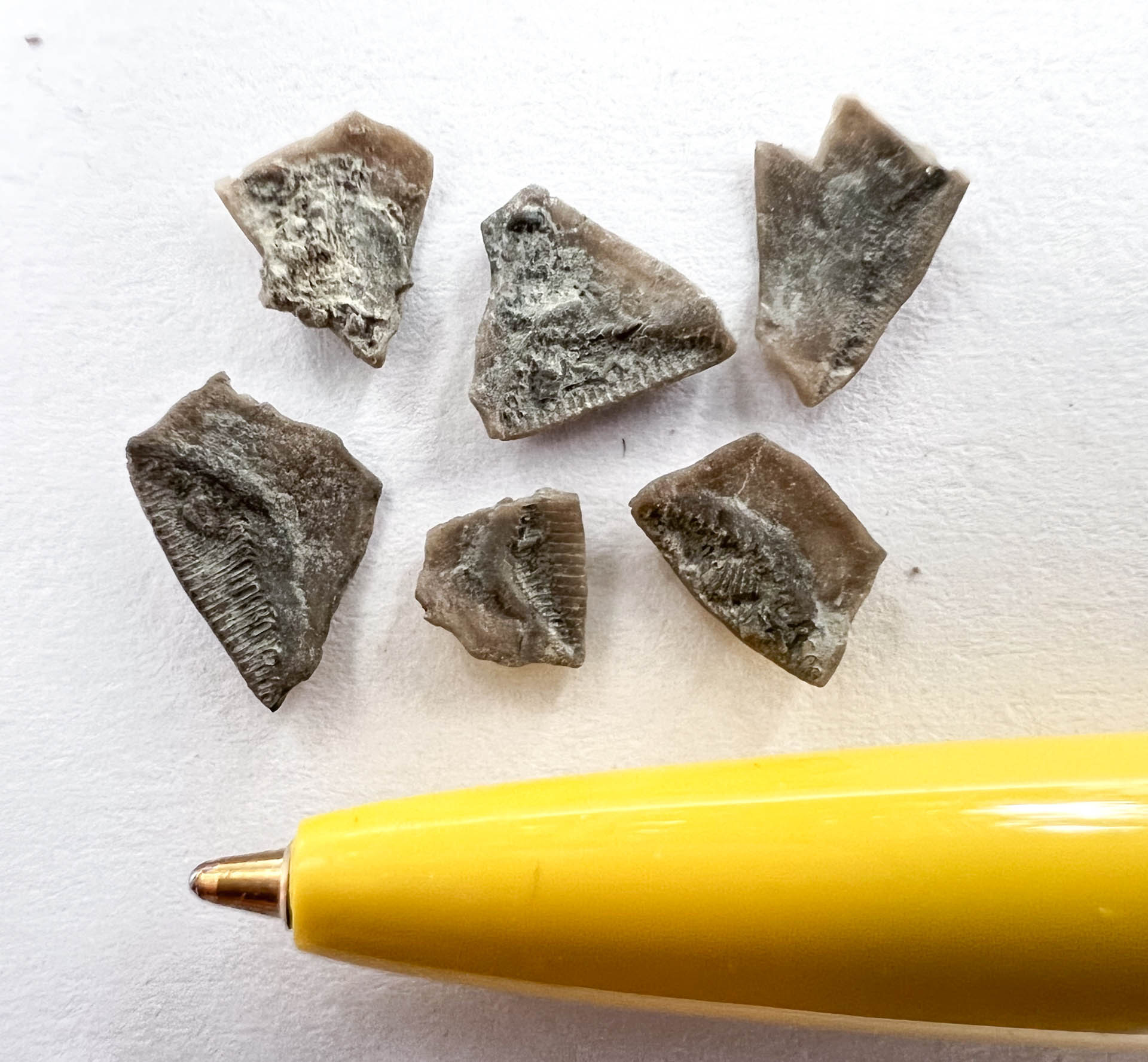 Possibly disarticulated cystoid pieces? - Fossil ID - The Fossil Forum