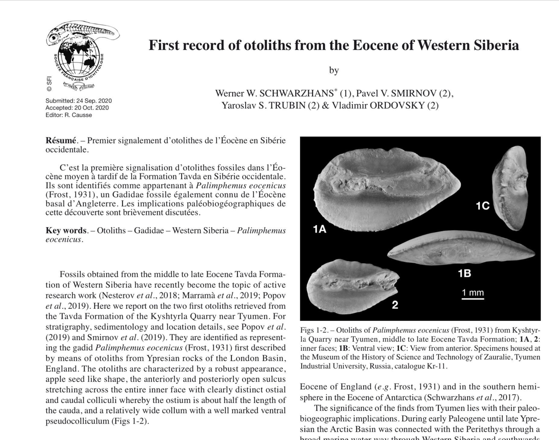 Large otolith - Fossil ID - The Fossil Forum
