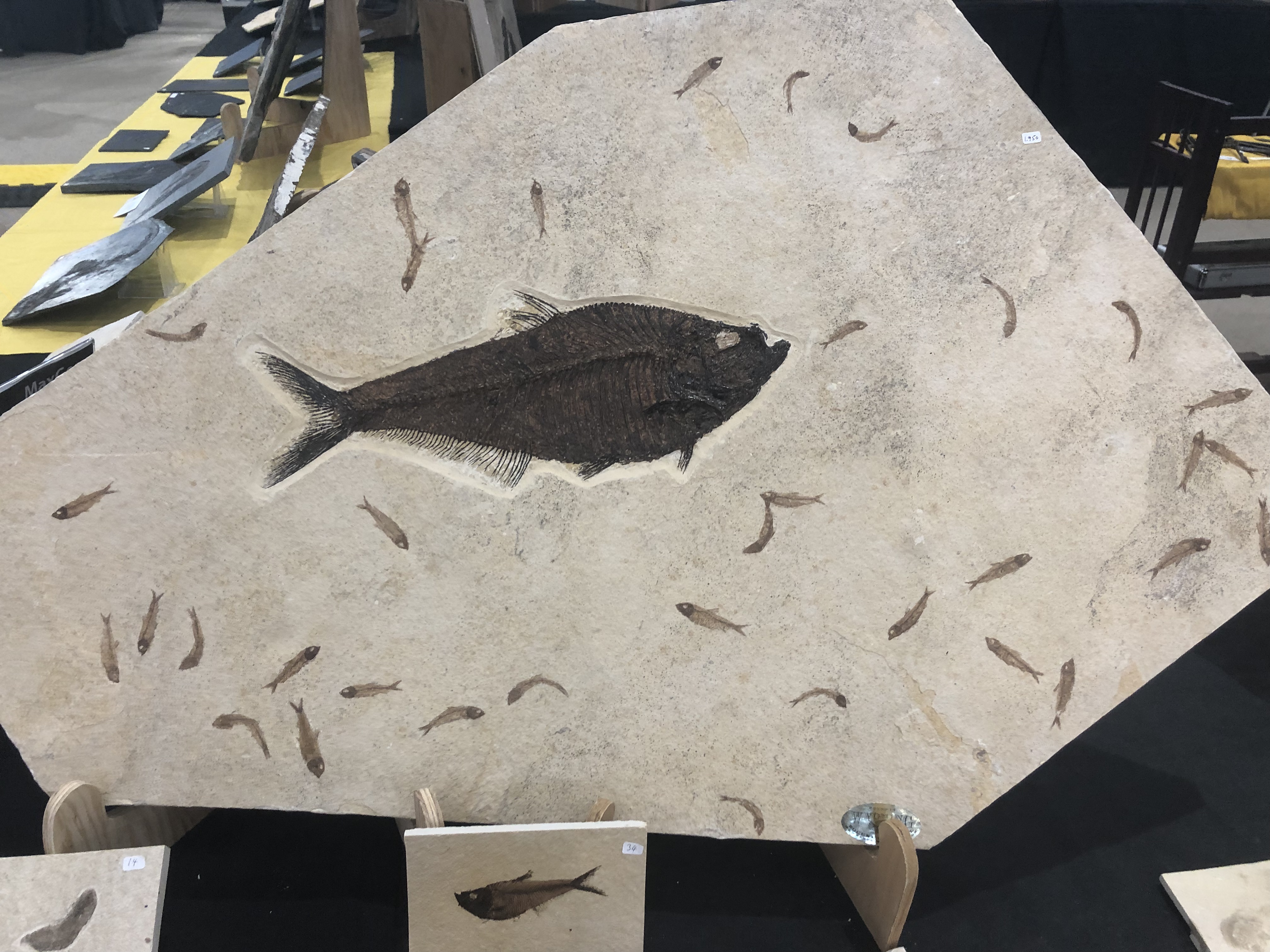Denver Mineral, Fossil, Gem & Mineral Show 2022 - General Fossil ...