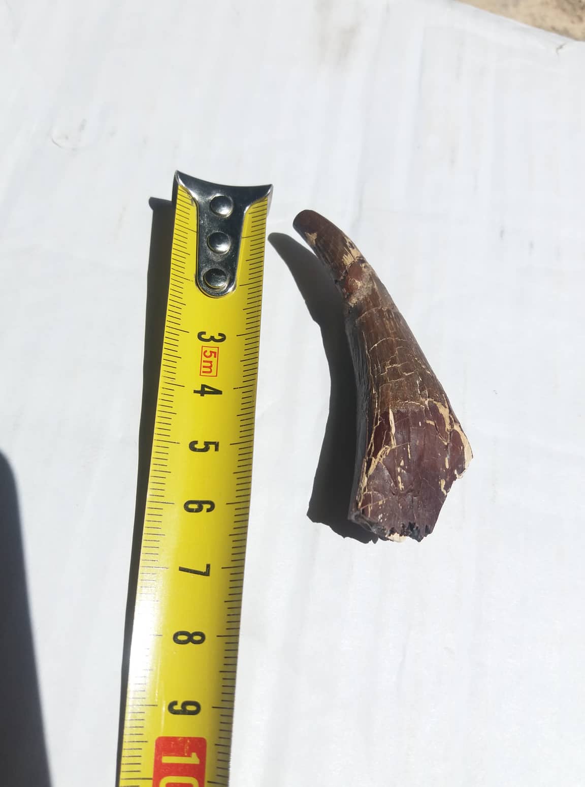 Pliosaur tooth? - Fossil ID - The Fossil Forum
