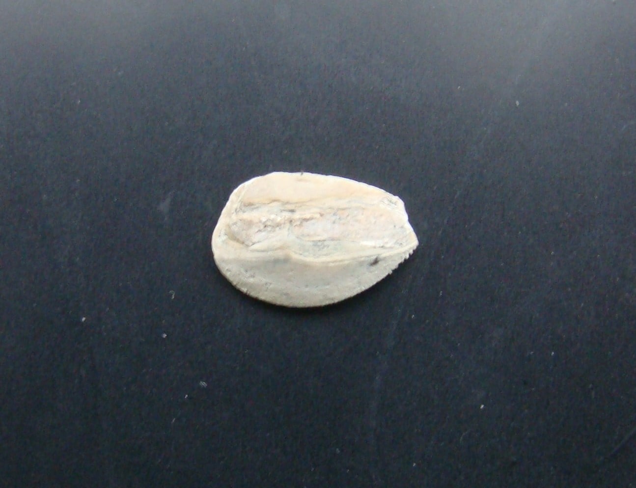 Large otolith - Fossil ID - The Fossil Forum