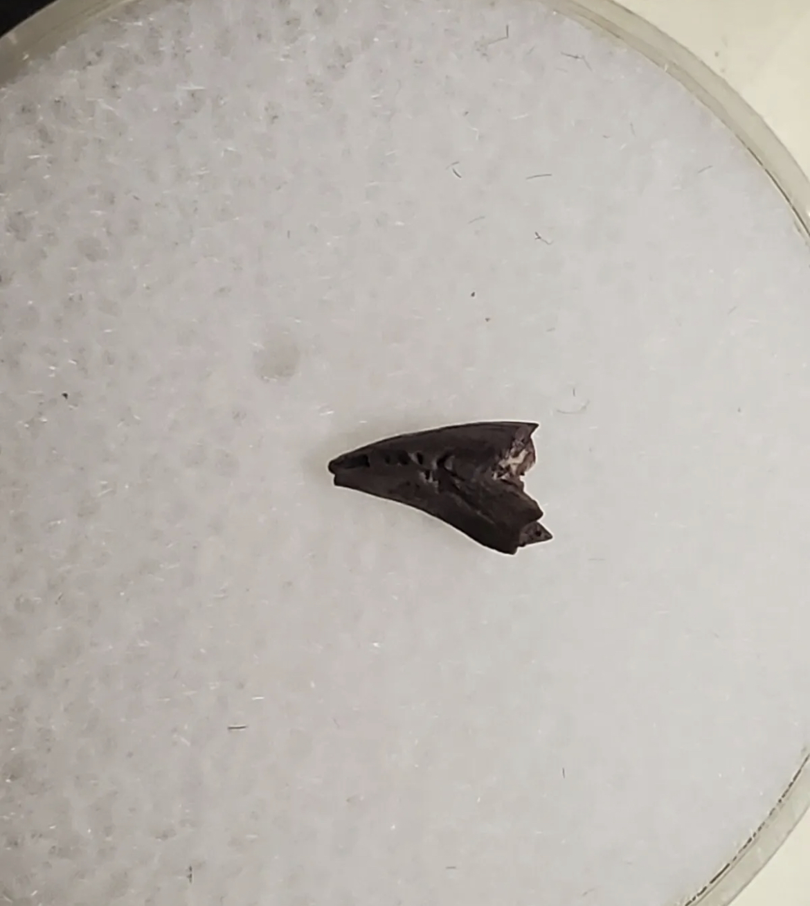 Dimetrodon Claw? - Is It Real? How to Recognize Fossil Fabrications ...