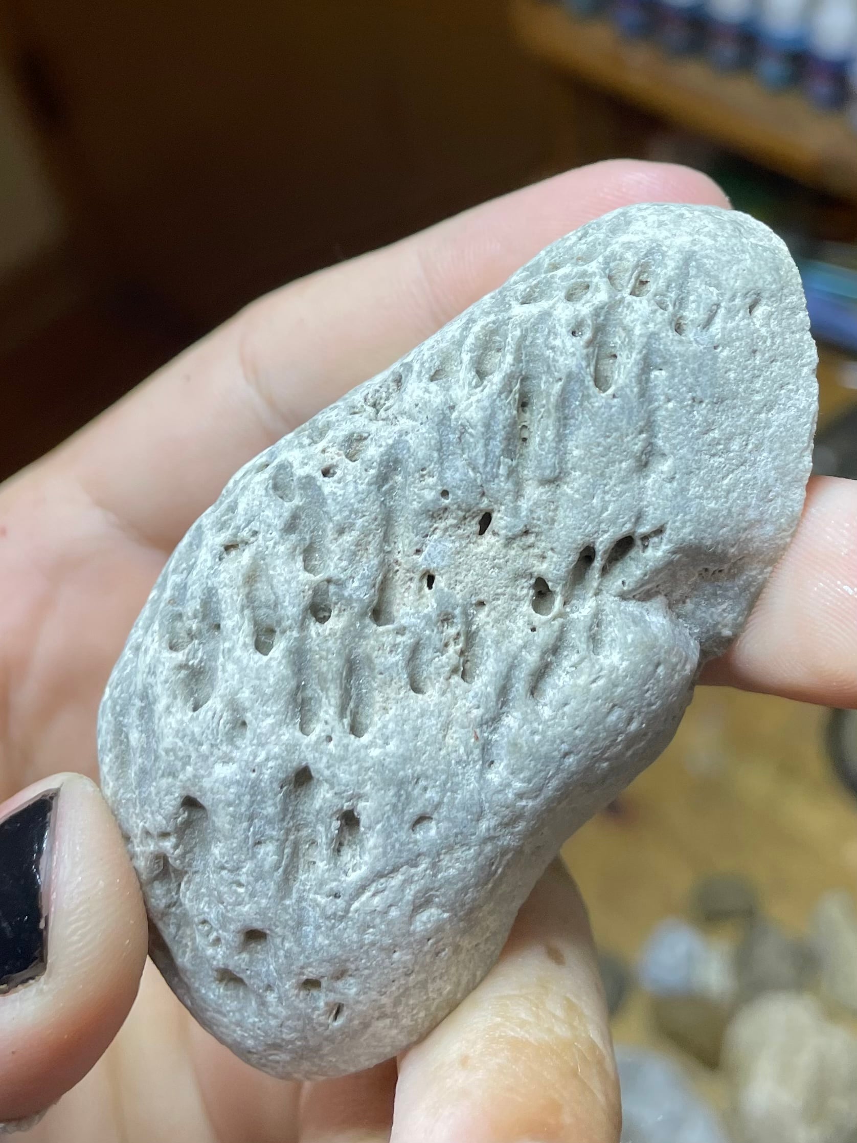 Devonian worm burrows or organ pipe coral? - Fossil ID - The Fossil Forum