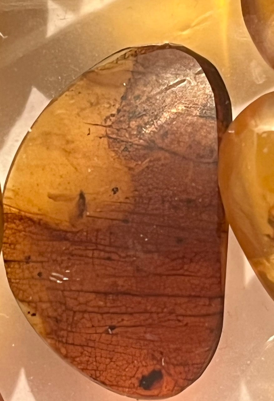 Amber with cracks - Questions & Answers - The Fossil Forum