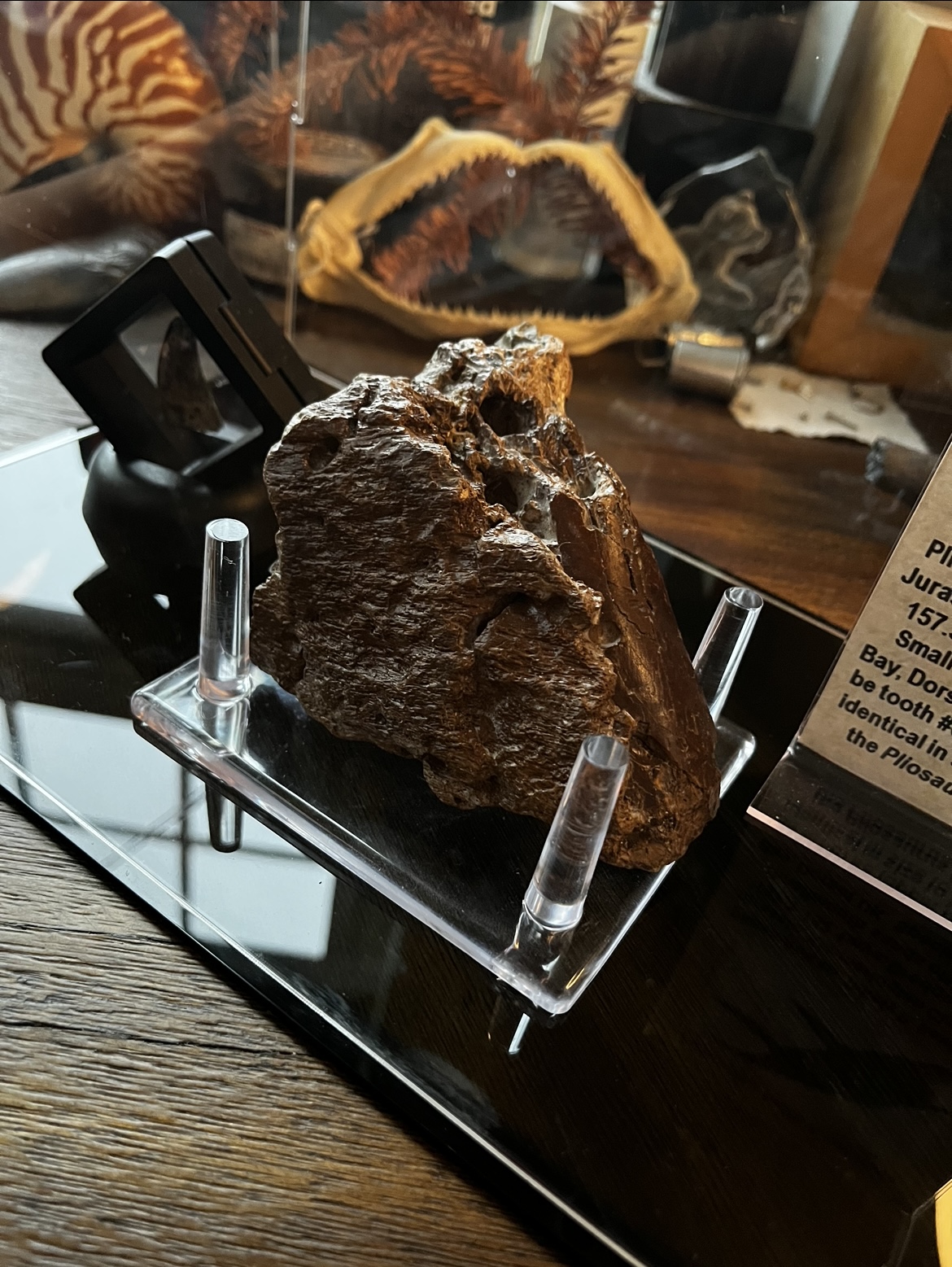 Pliosaurus Jaw and Tooth Display - Member Collections - The Fossil Forum