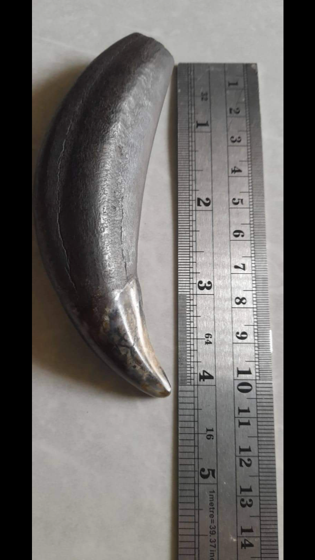 Tiger Tooth identification - Fossil ID - The Fossil Forum