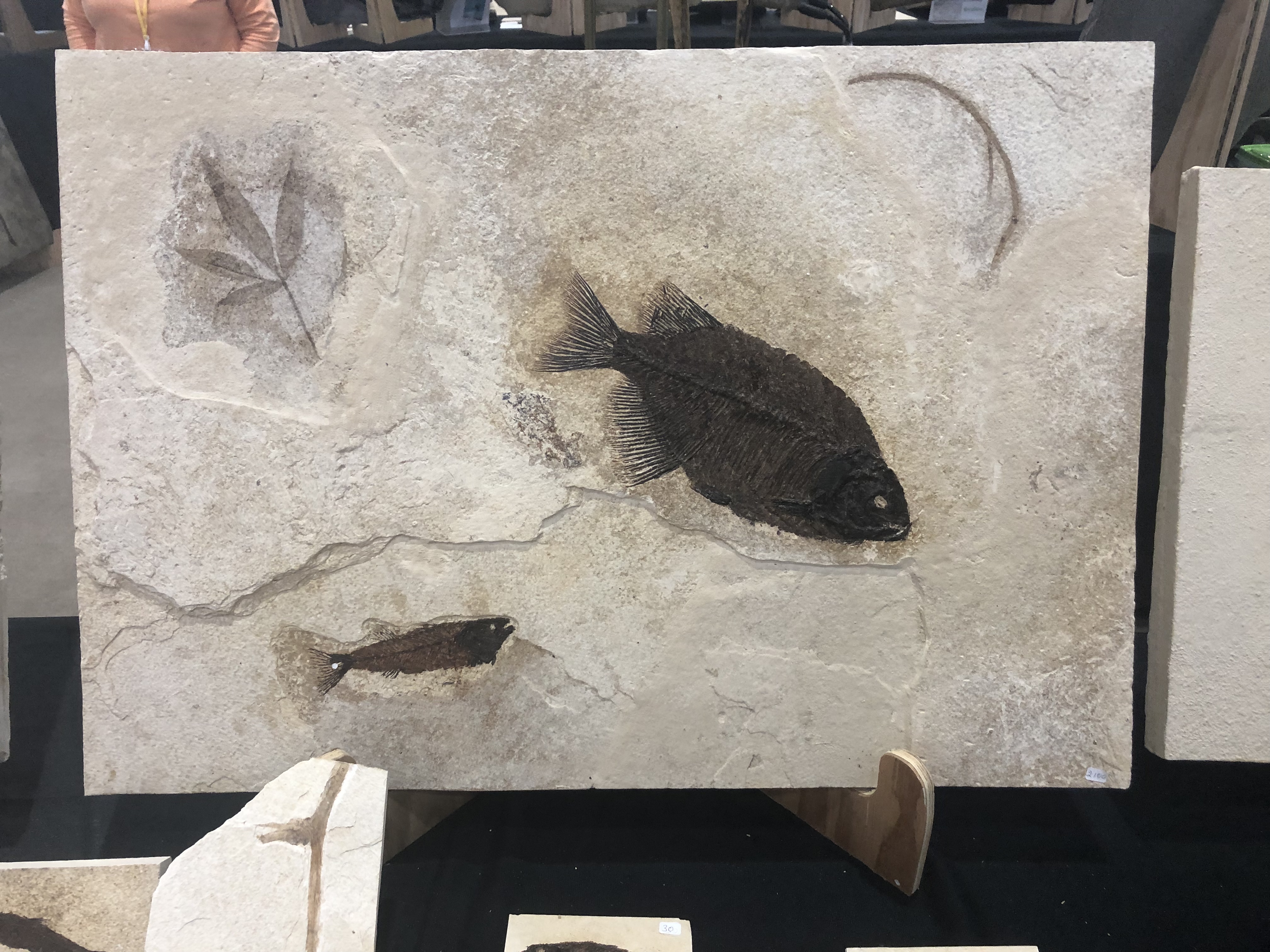 Denver Mineral, Fossil, Gem & Mineral Show 2022 - General Fossil ...
