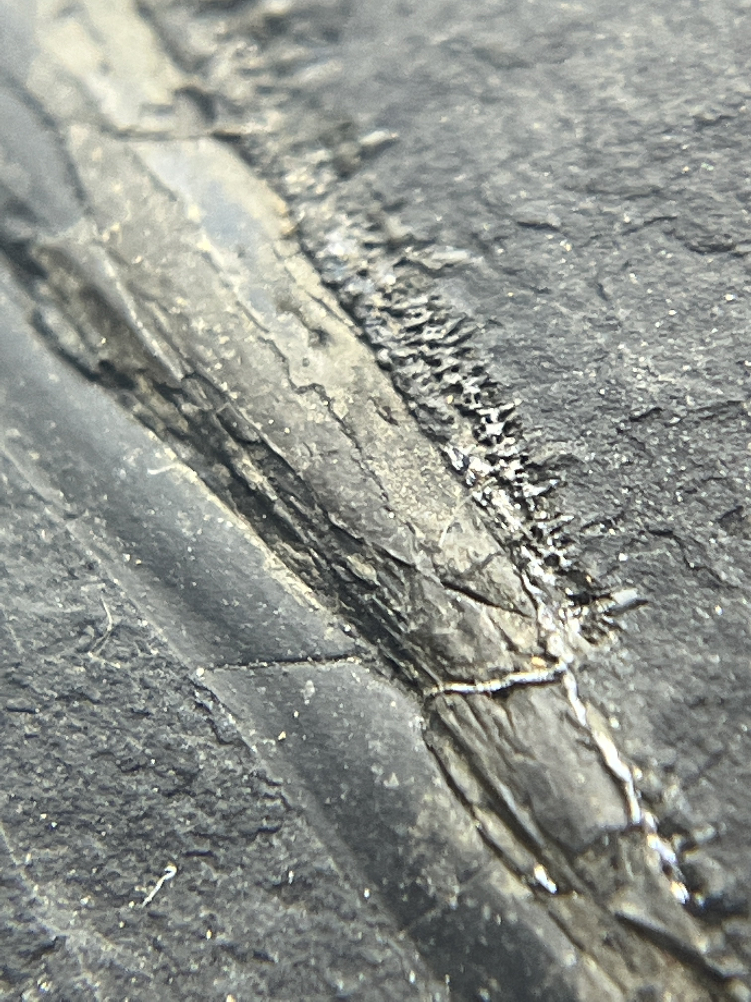 Pennsylvanian Black Shale Finds - Member Collections - The Fossil Forum