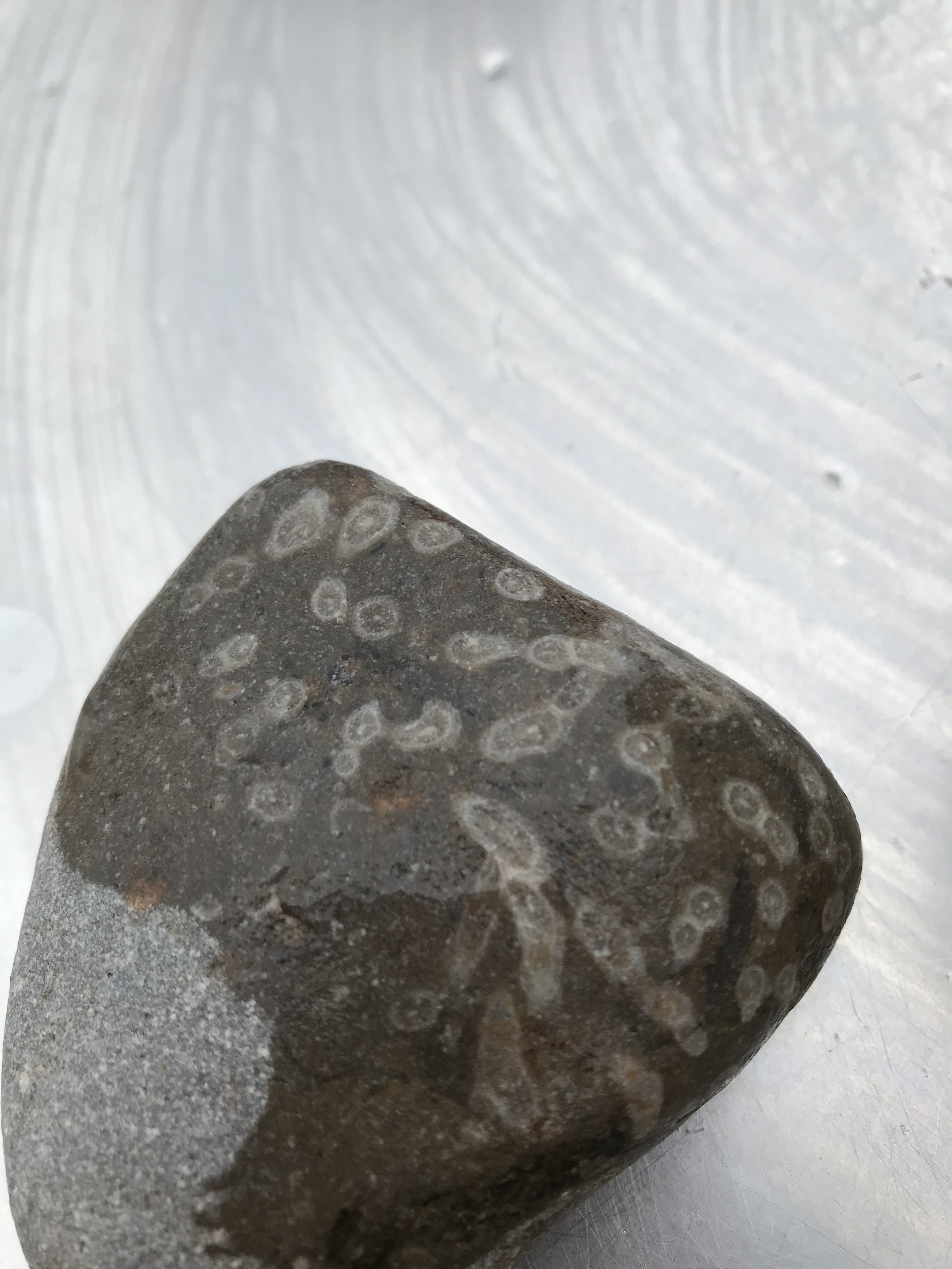 Fossil found at Saltburn beach - Fossil ID - The Fossil Forum