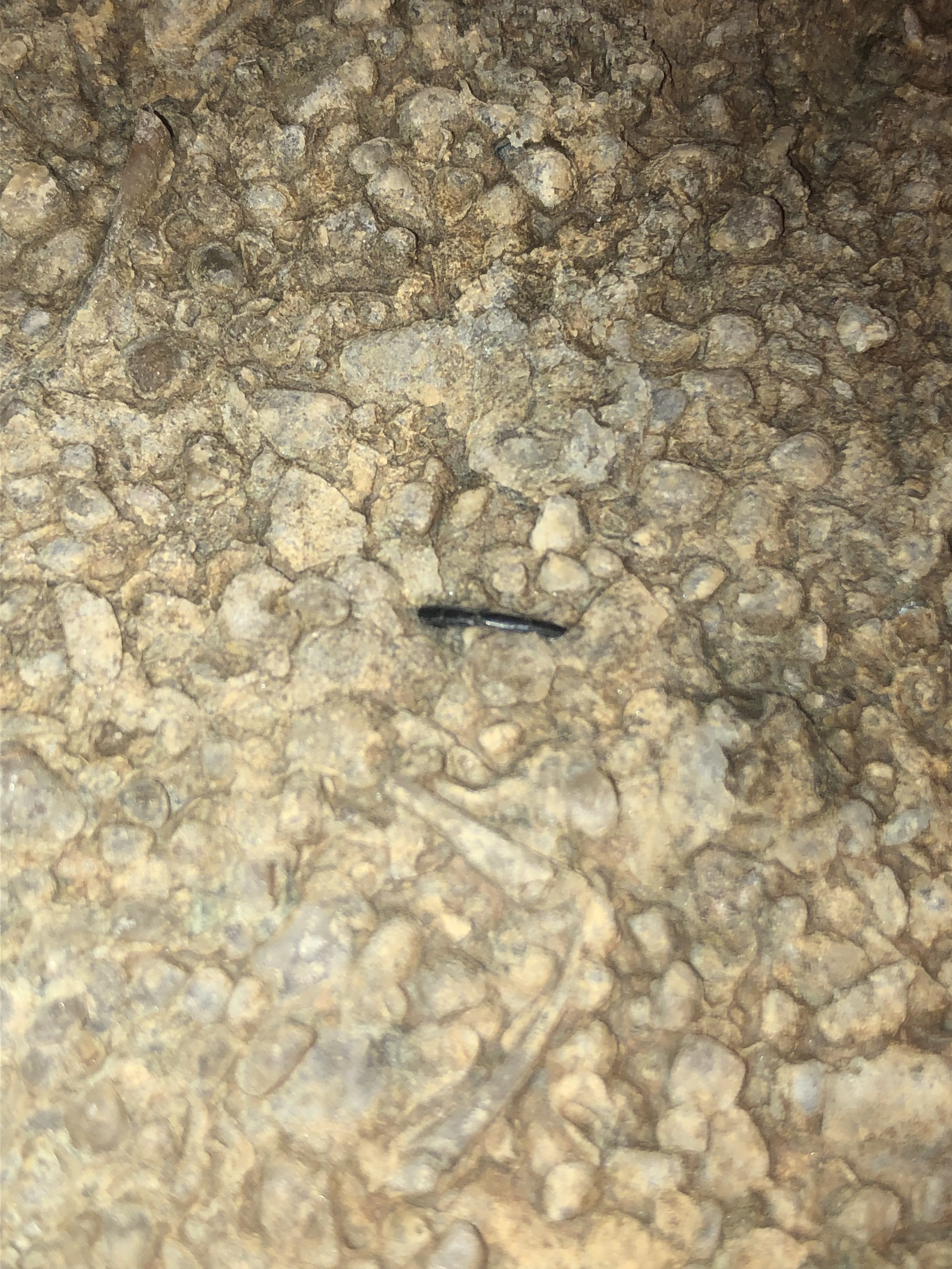 Paleozoic Shark Teeth - Fossil Hunting Trips - The Fossil Forum