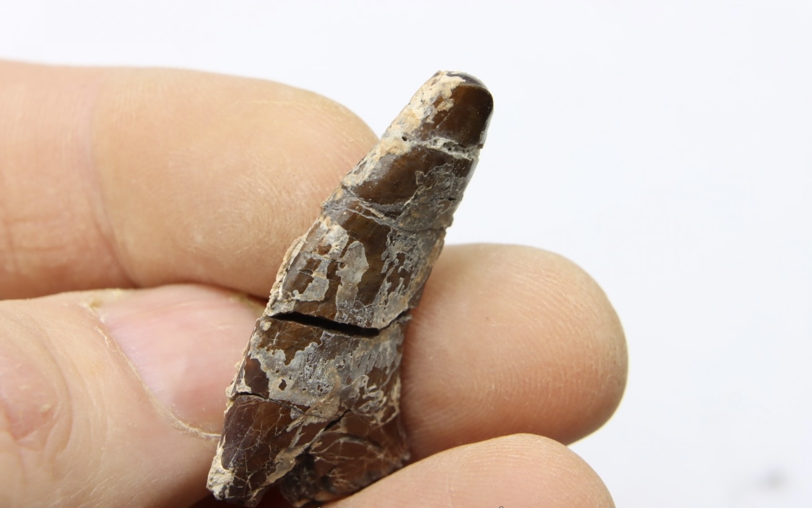 Possible Plesiosaur/Pliosaur Tooth from UK - Is It Real? How to ...