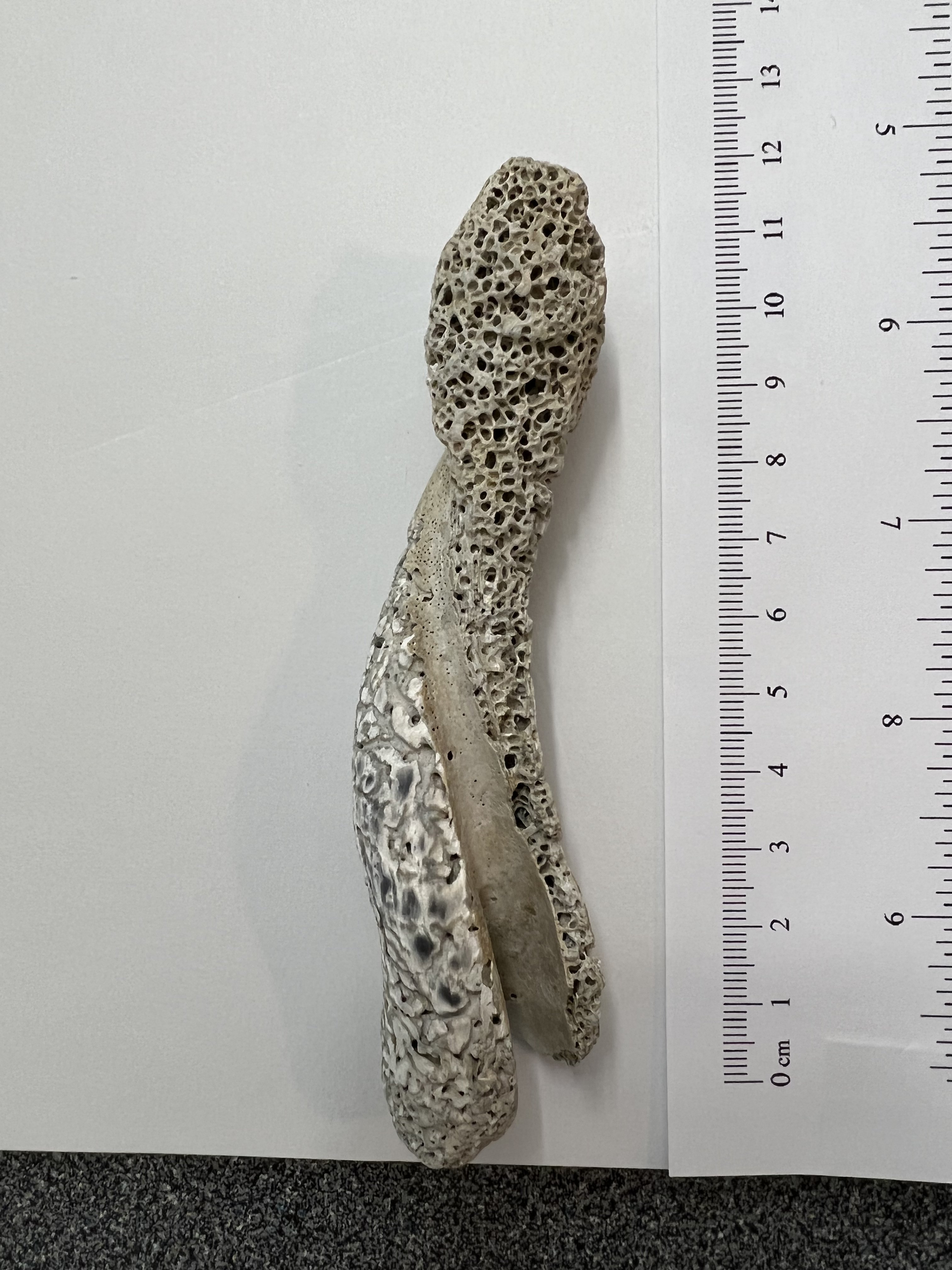 Coral or worm colony? - Fossil ID - The Fossil Forum
