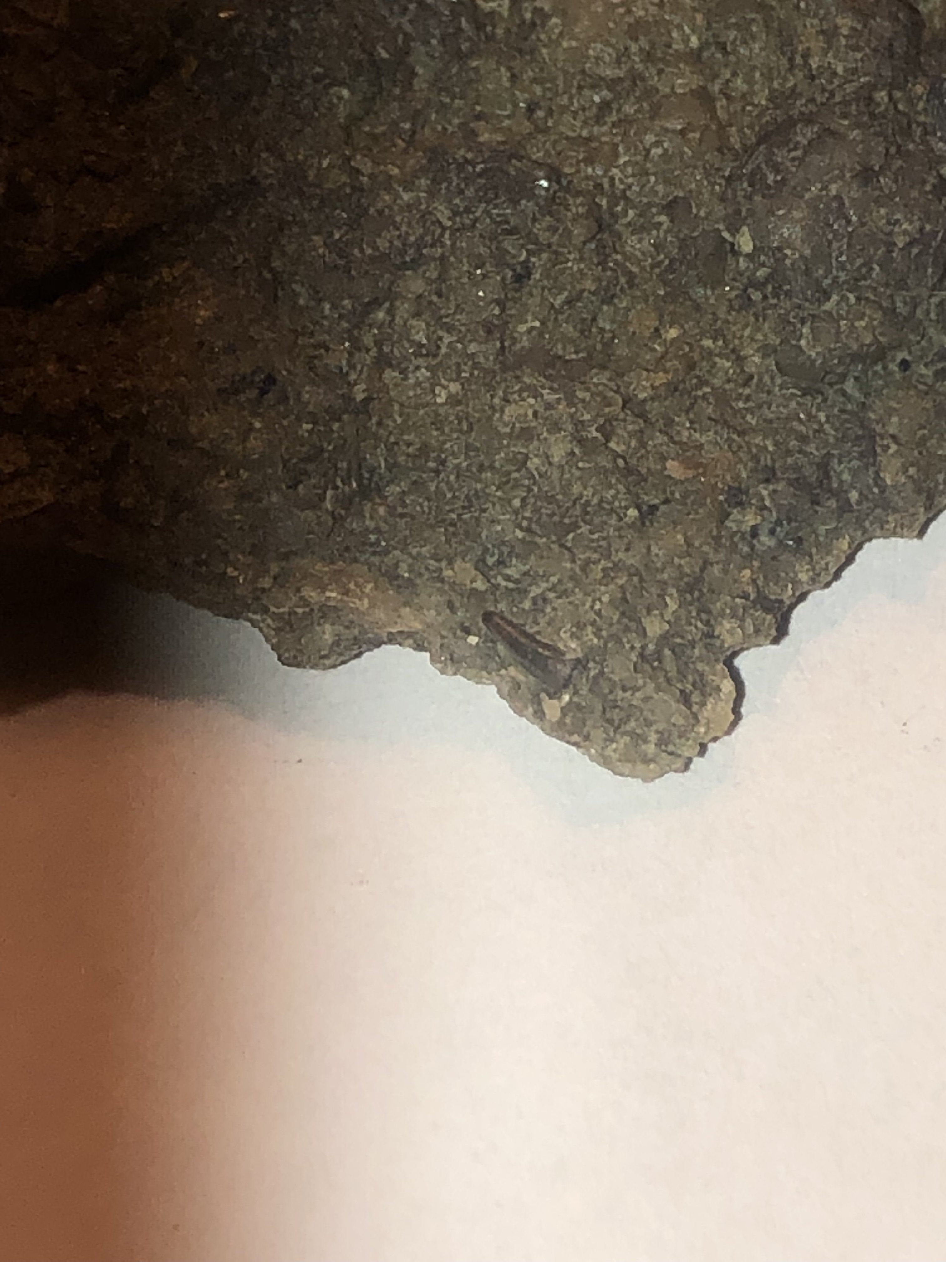 Paleozoic Shark Teeth - Fossil Hunting Trips - The Fossil Forum