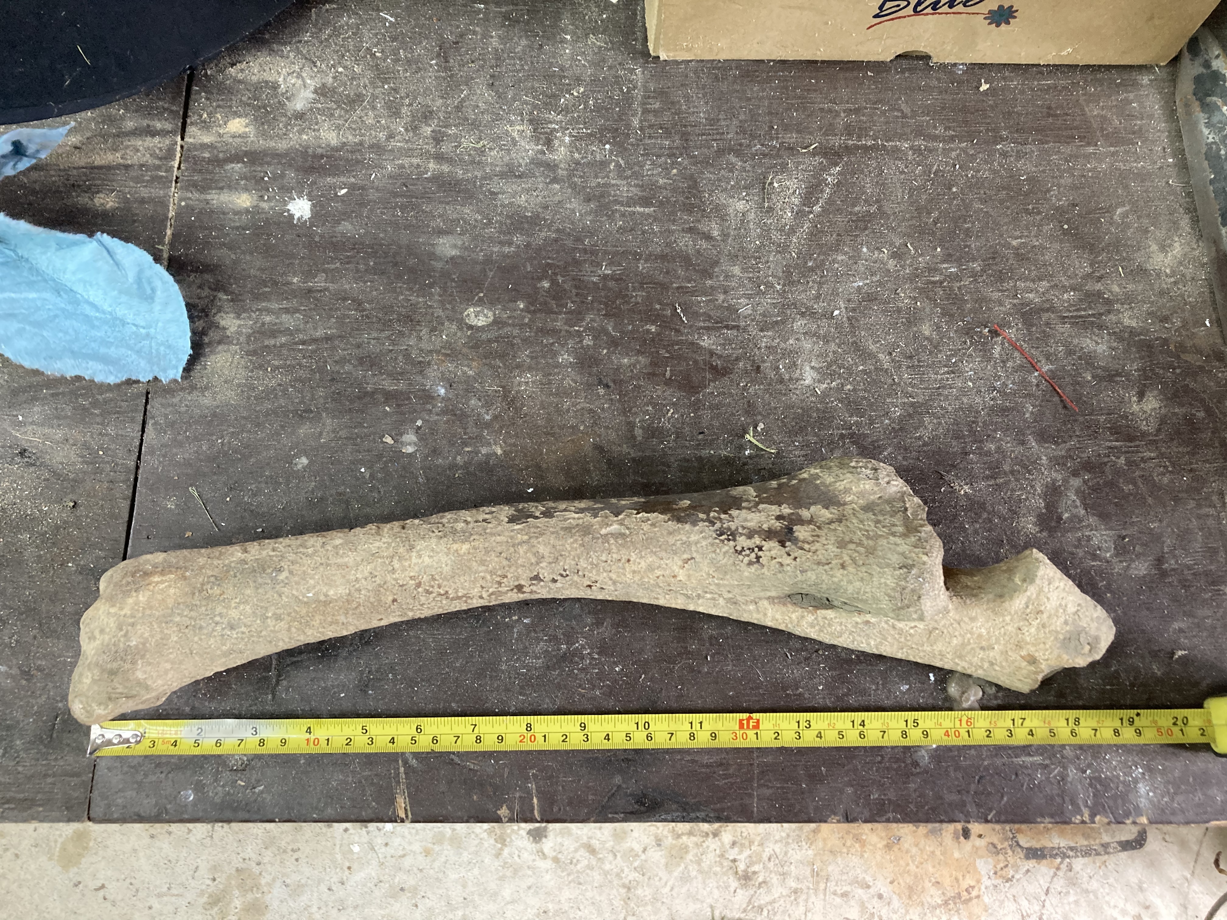 Possible fossilized leg bone? - Fossil ID - The Fossil Forum