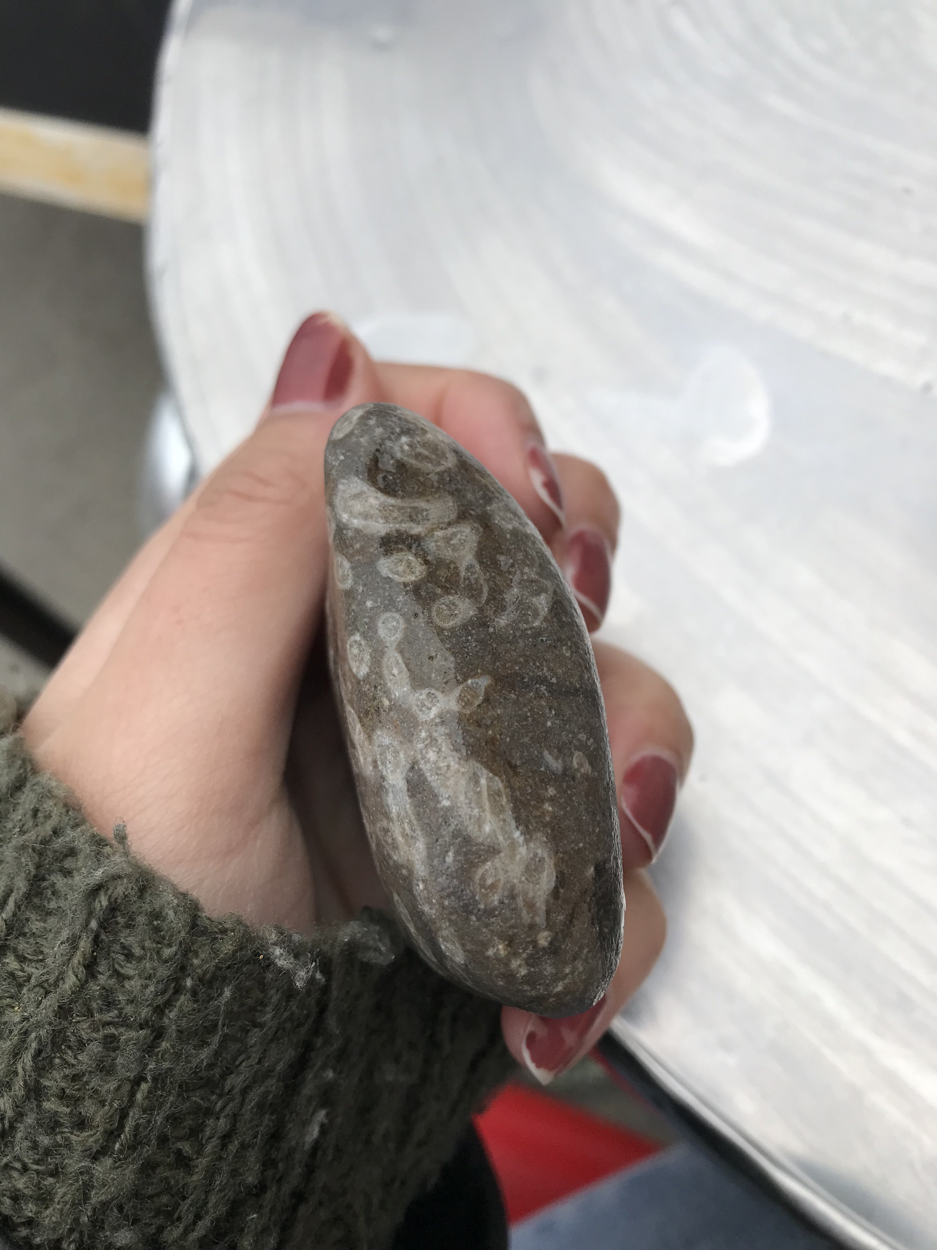 Fossil found at Saltburn beach - Fossil ID - The Fossil Forum