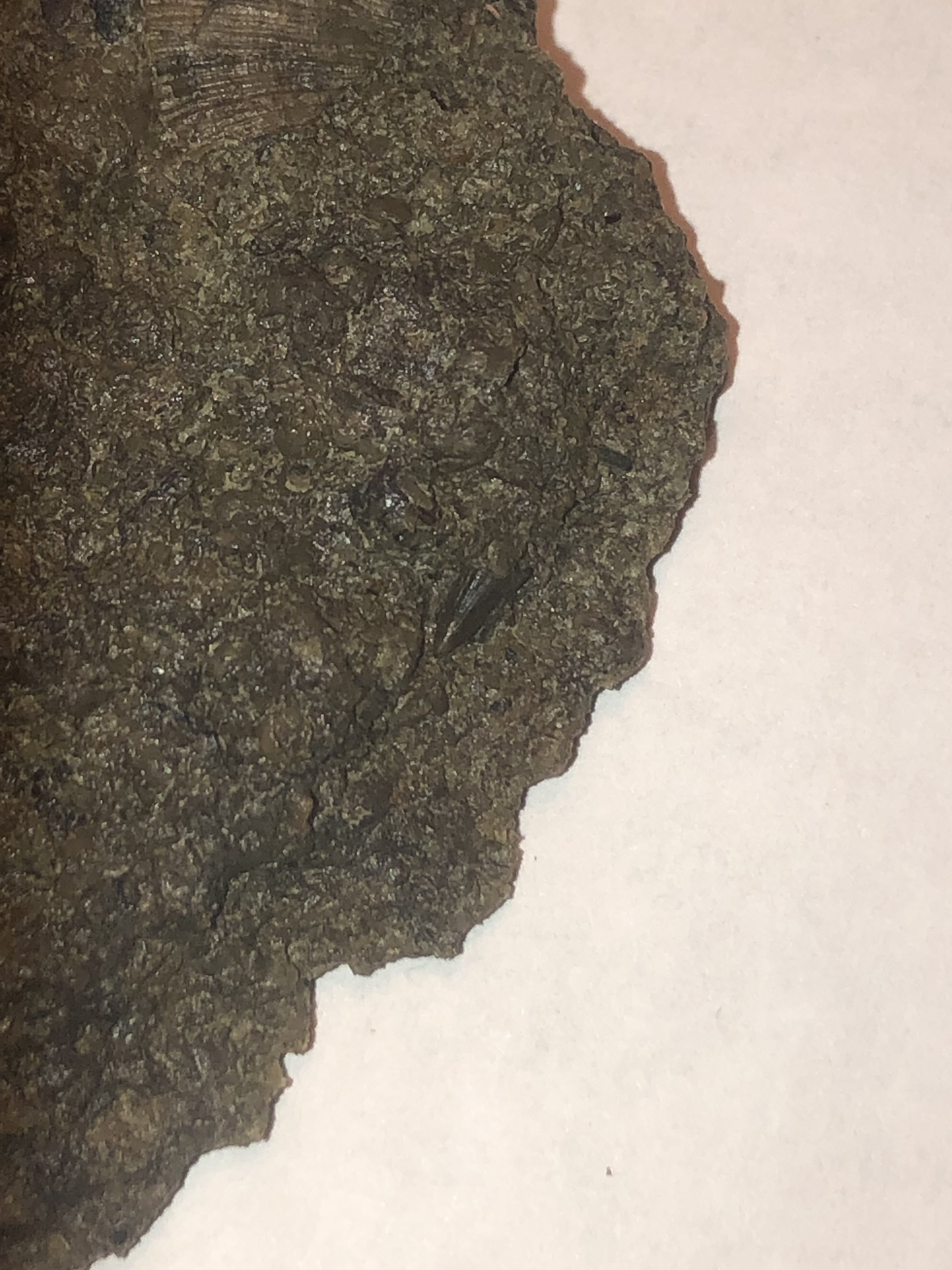 Paleozoic Shark Teeth - Fossil Hunting Trips - The Fossil Forum