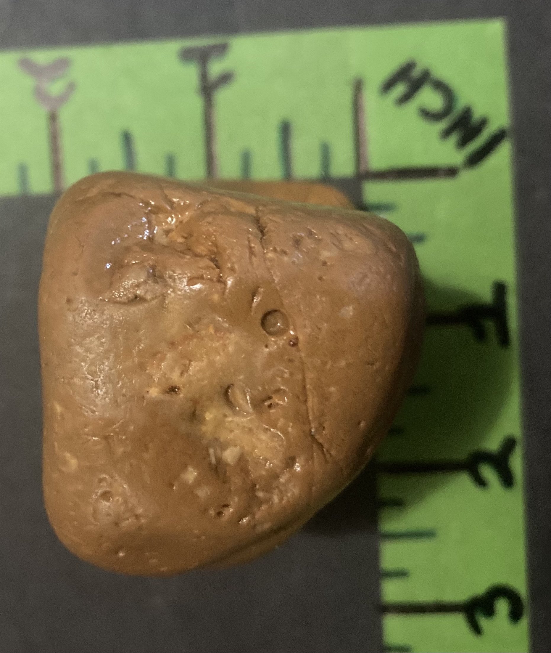 Is this a tooth in my rock? - Fossil ID - The Fossil Forum