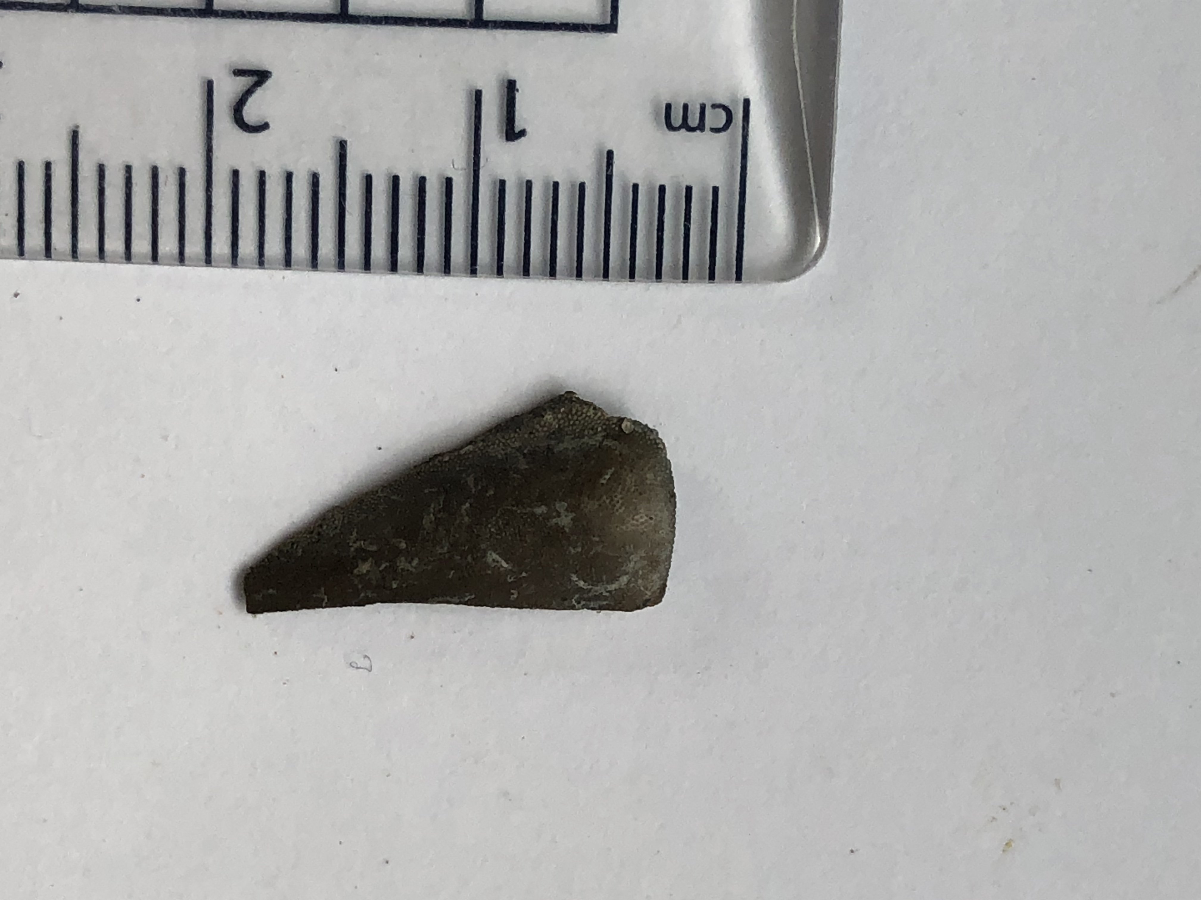 Devonian holochephali tooth? - Fossil ID - The Fossil Forum