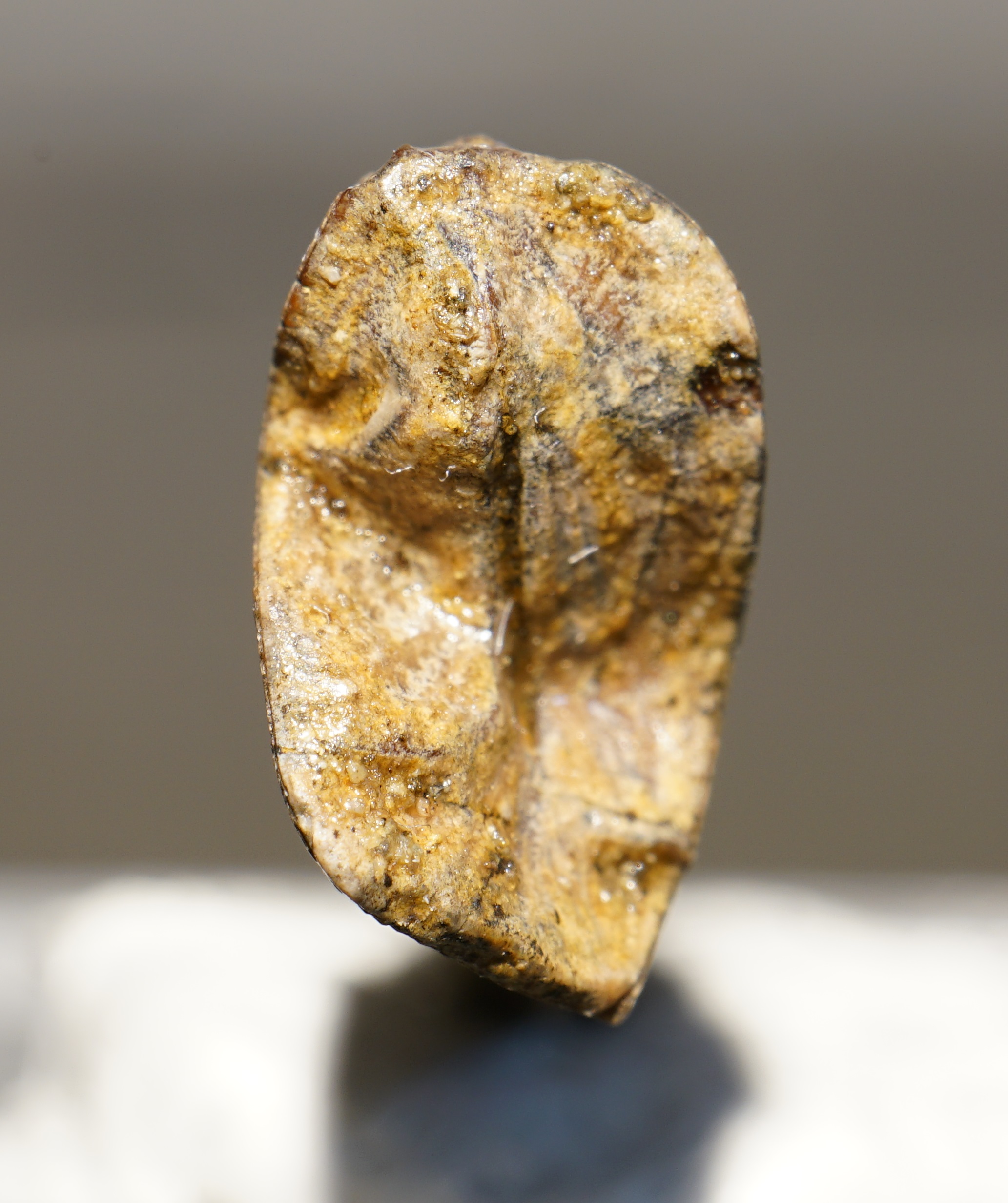T Rex tooth? - Fossil ID - The Fossil Forum
