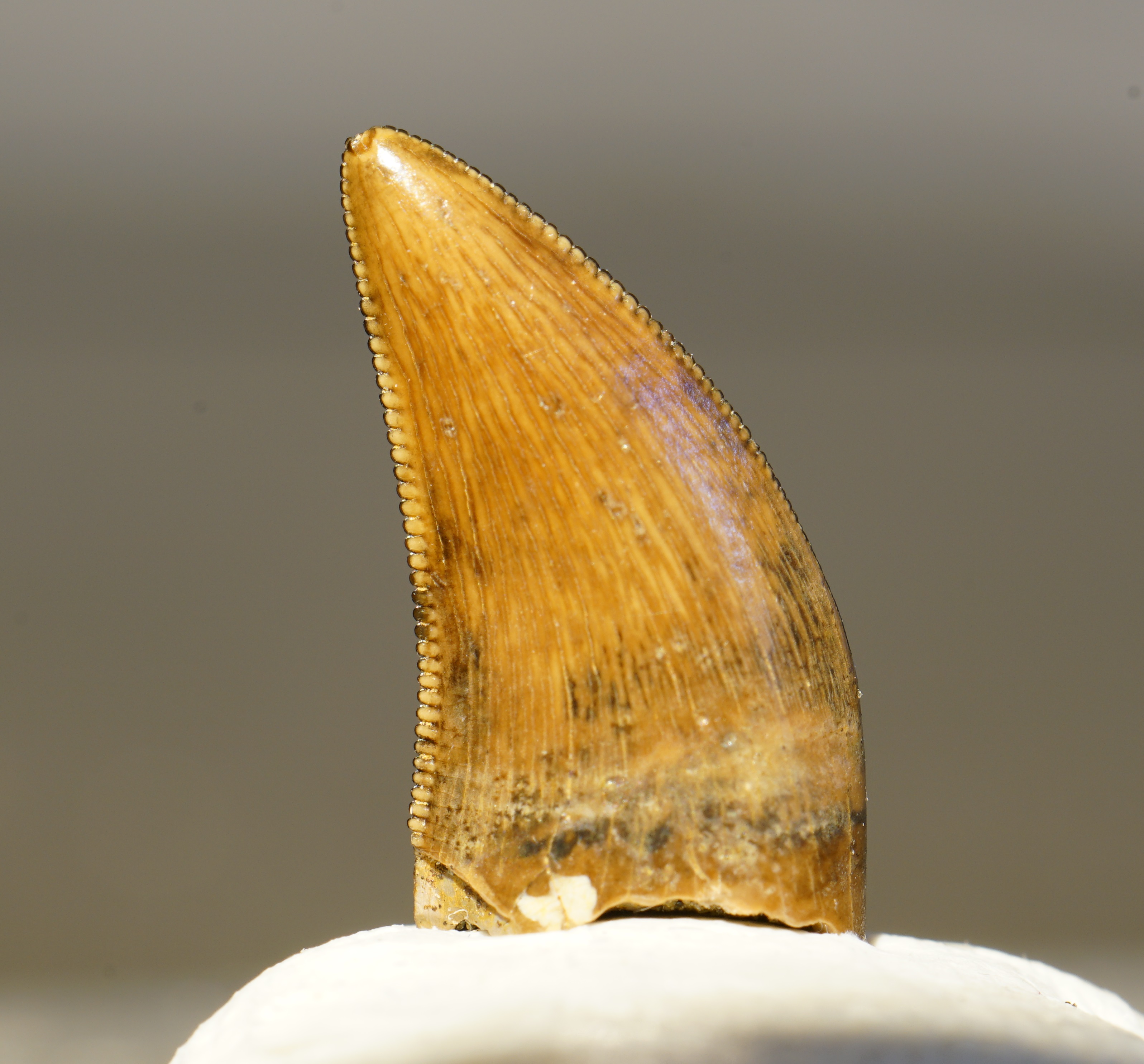 Theropod Tooth - Fossil ID - The Fossil Forum