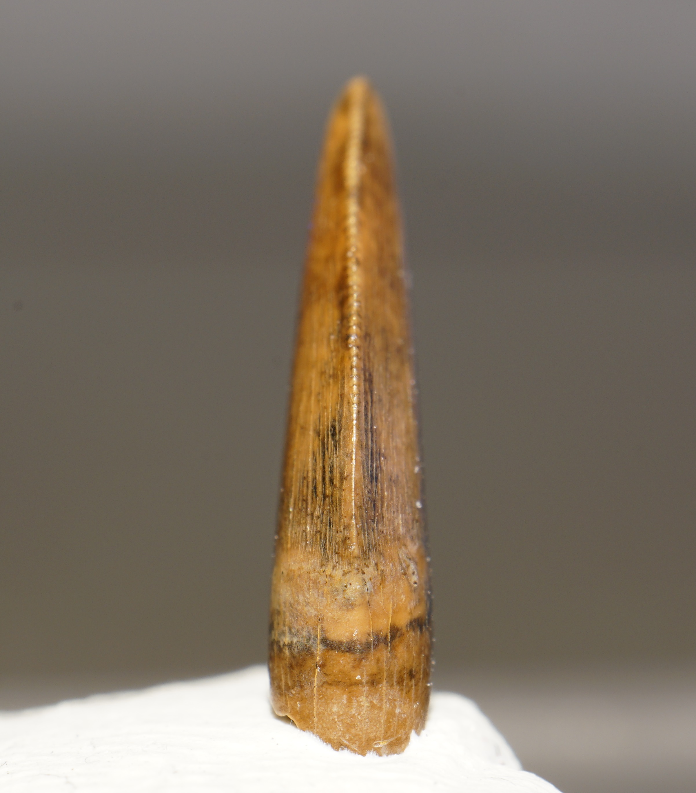 Theropod Tooth - Fossil ID - The Fossil Forum