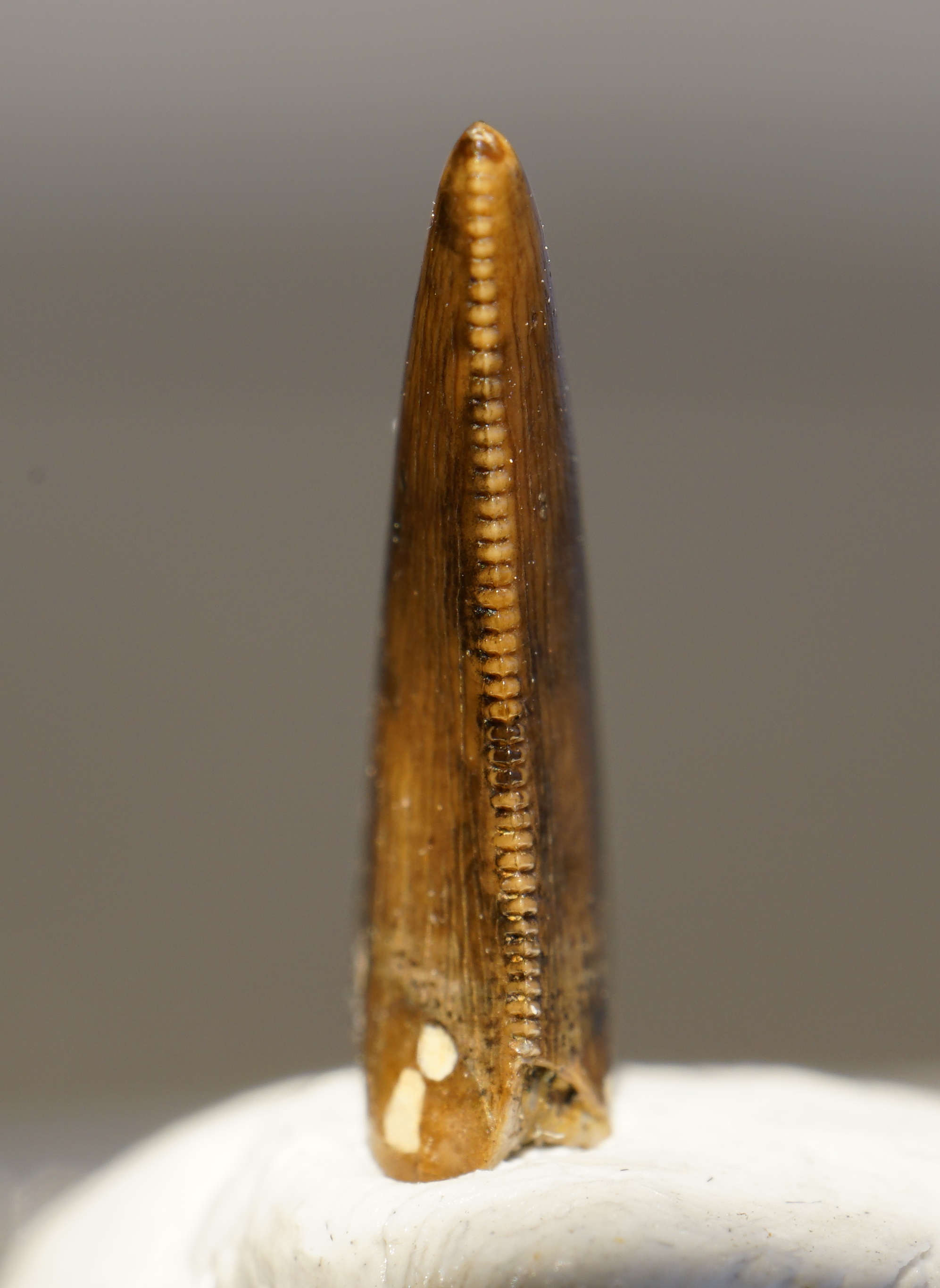 Theropod Tooth - Fossil ID - The Fossil Forum