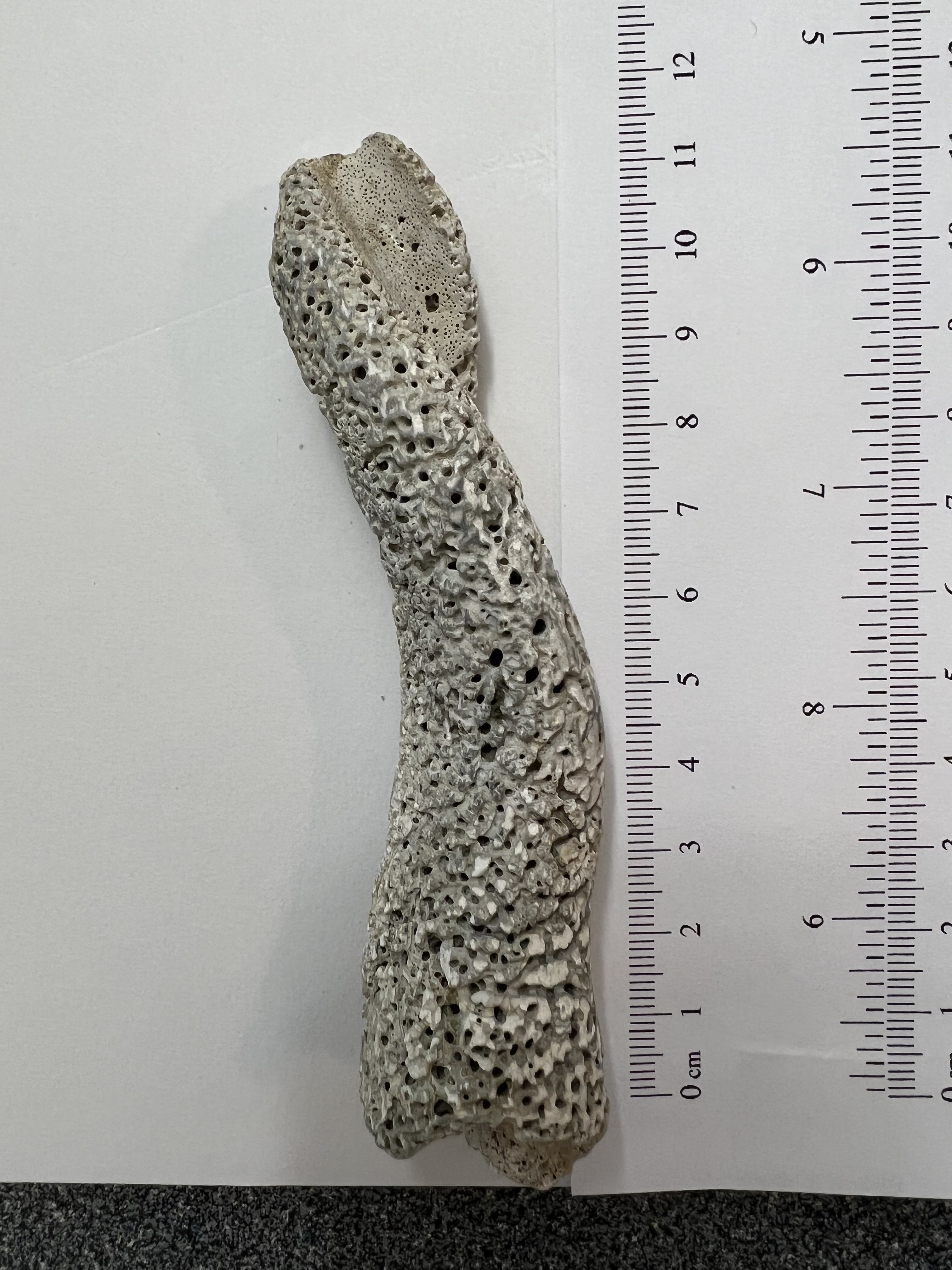 Coral or worm colony? - Fossil ID - The Fossil Forum