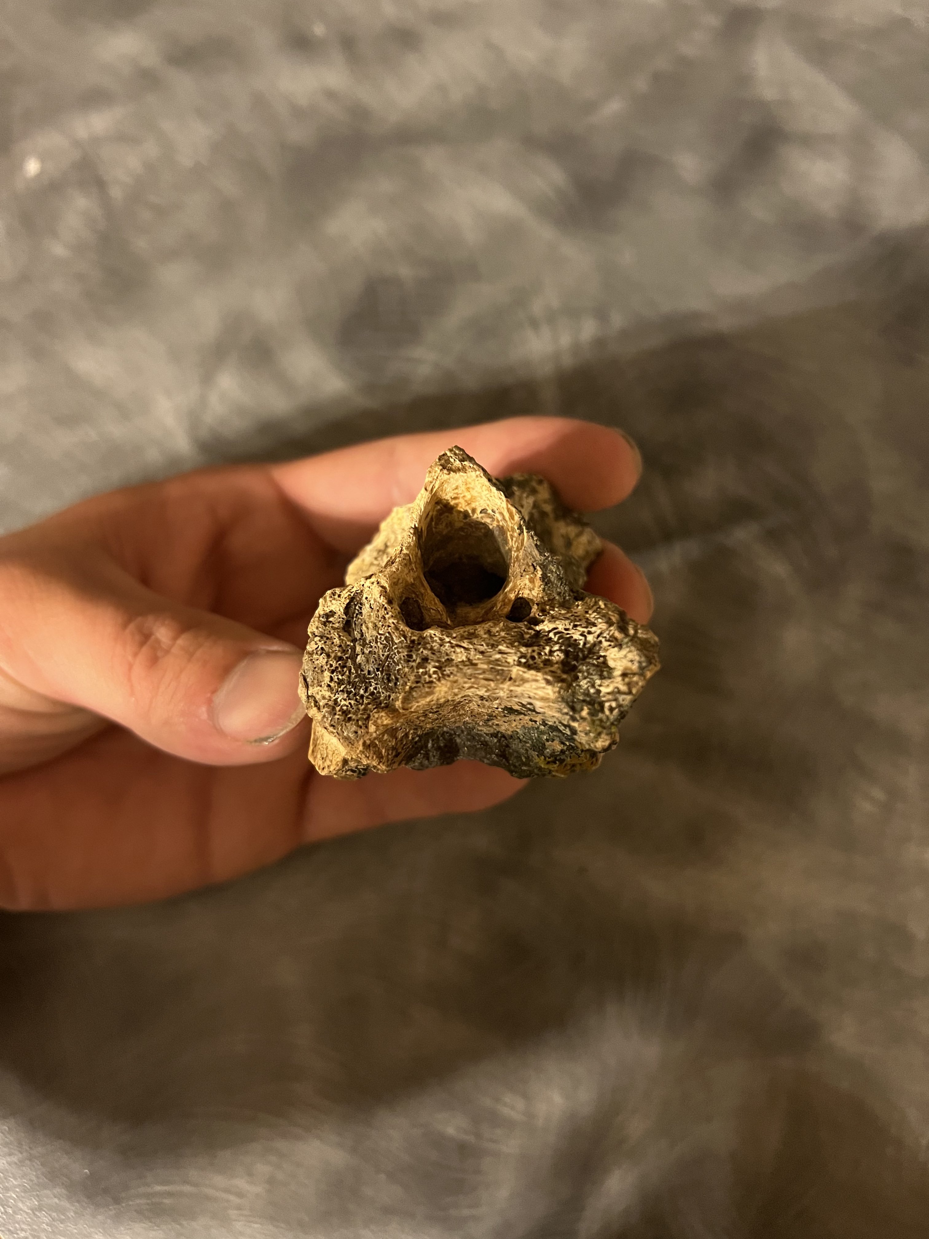 Another Strange Bone - Fossil ID - The Fossil Forum