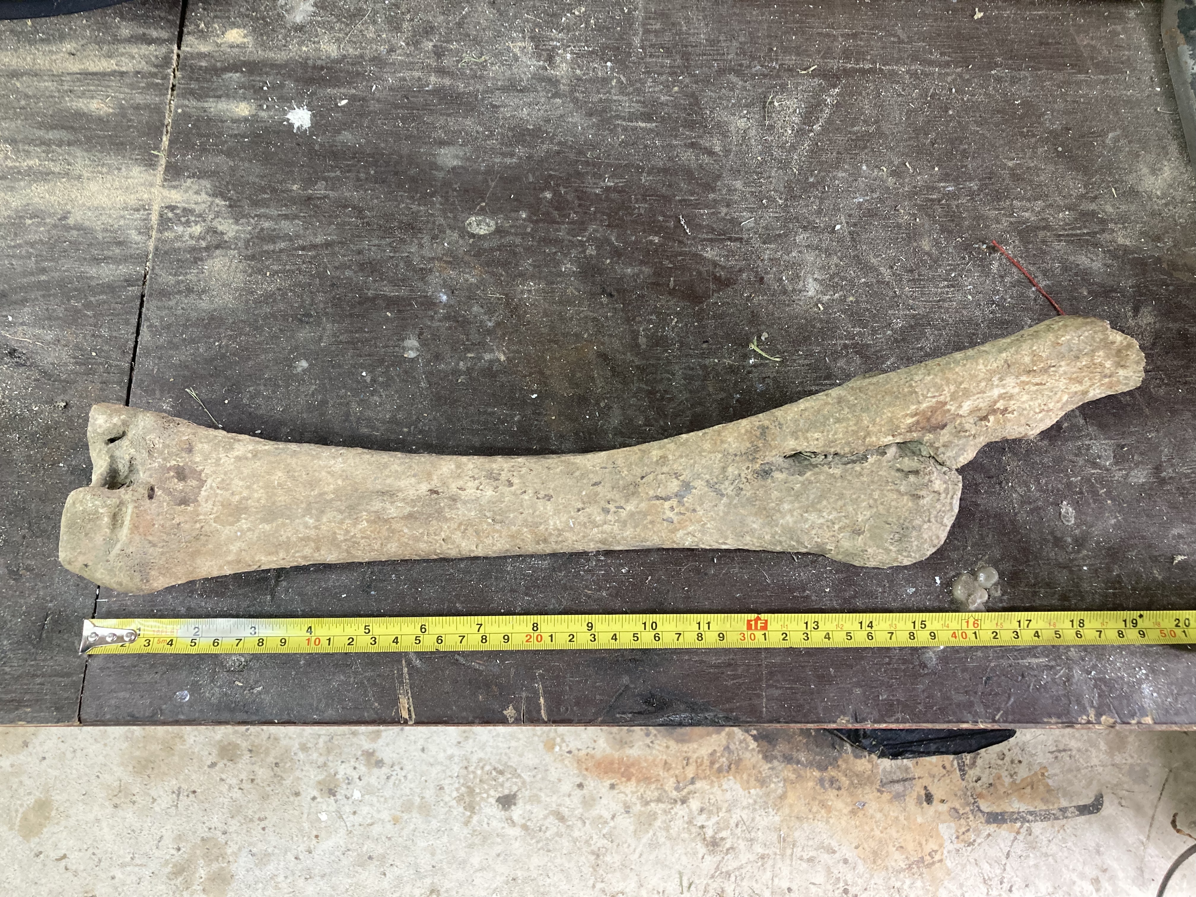 Possible fossilized leg bone? - Fossil ID - The Fossil Forum