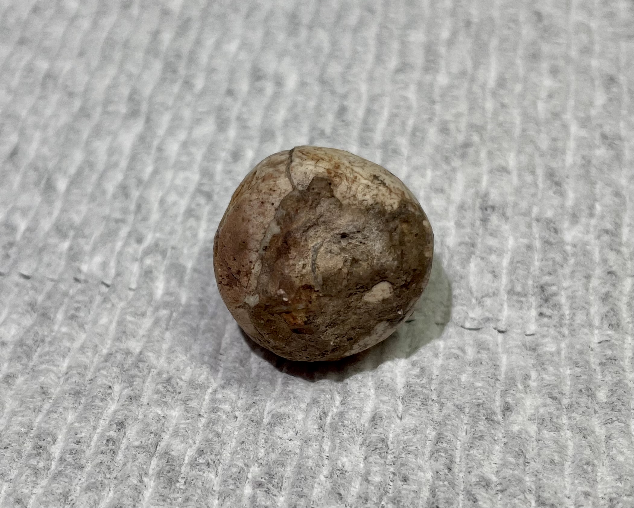 Permian blastoid from Timor - Sundablastus? - Fossil ID - The Fossil Forum
