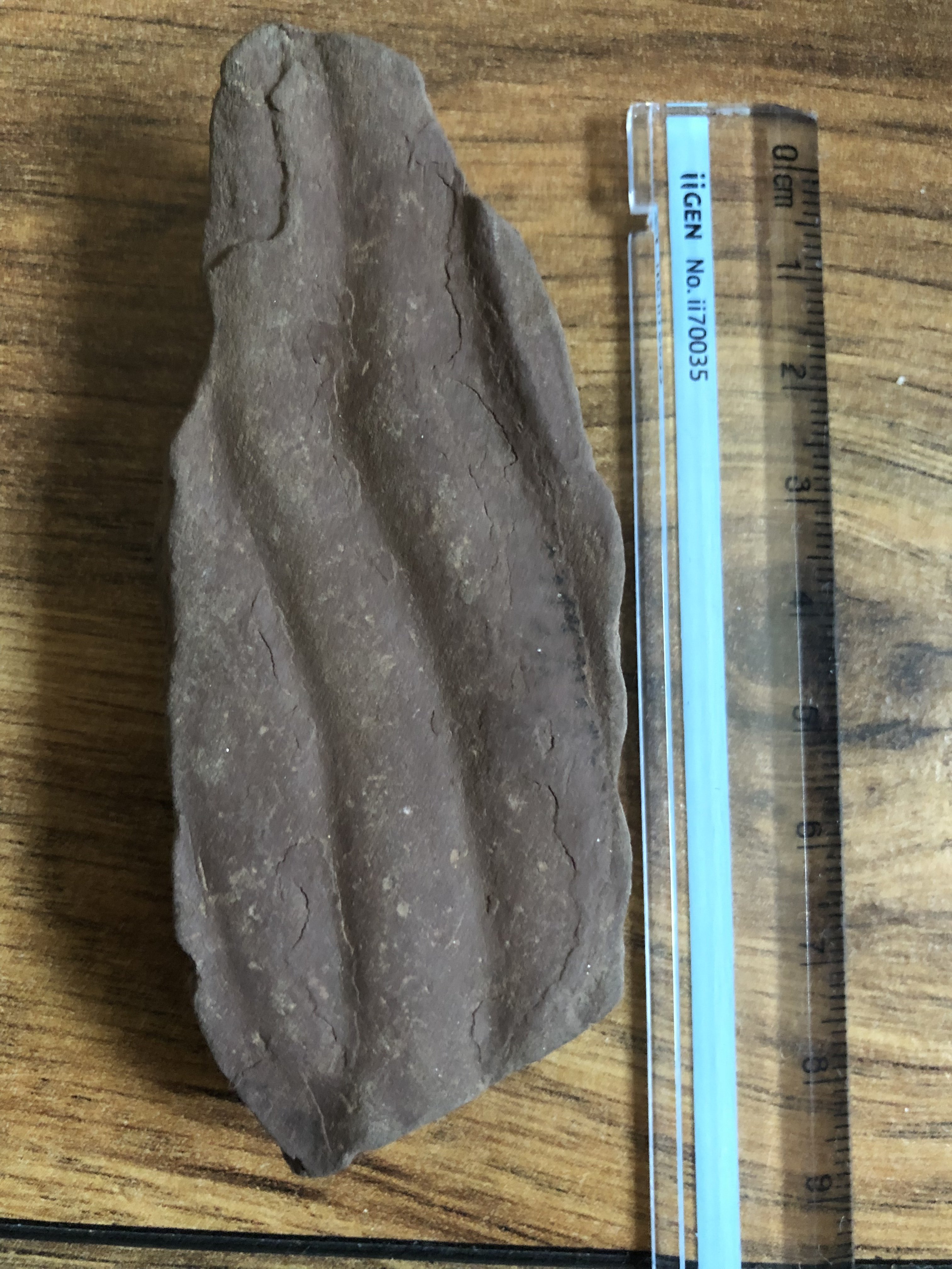 Ediacaran fossils from Saudi Arabia - Fossil ID - The Fossil Forum