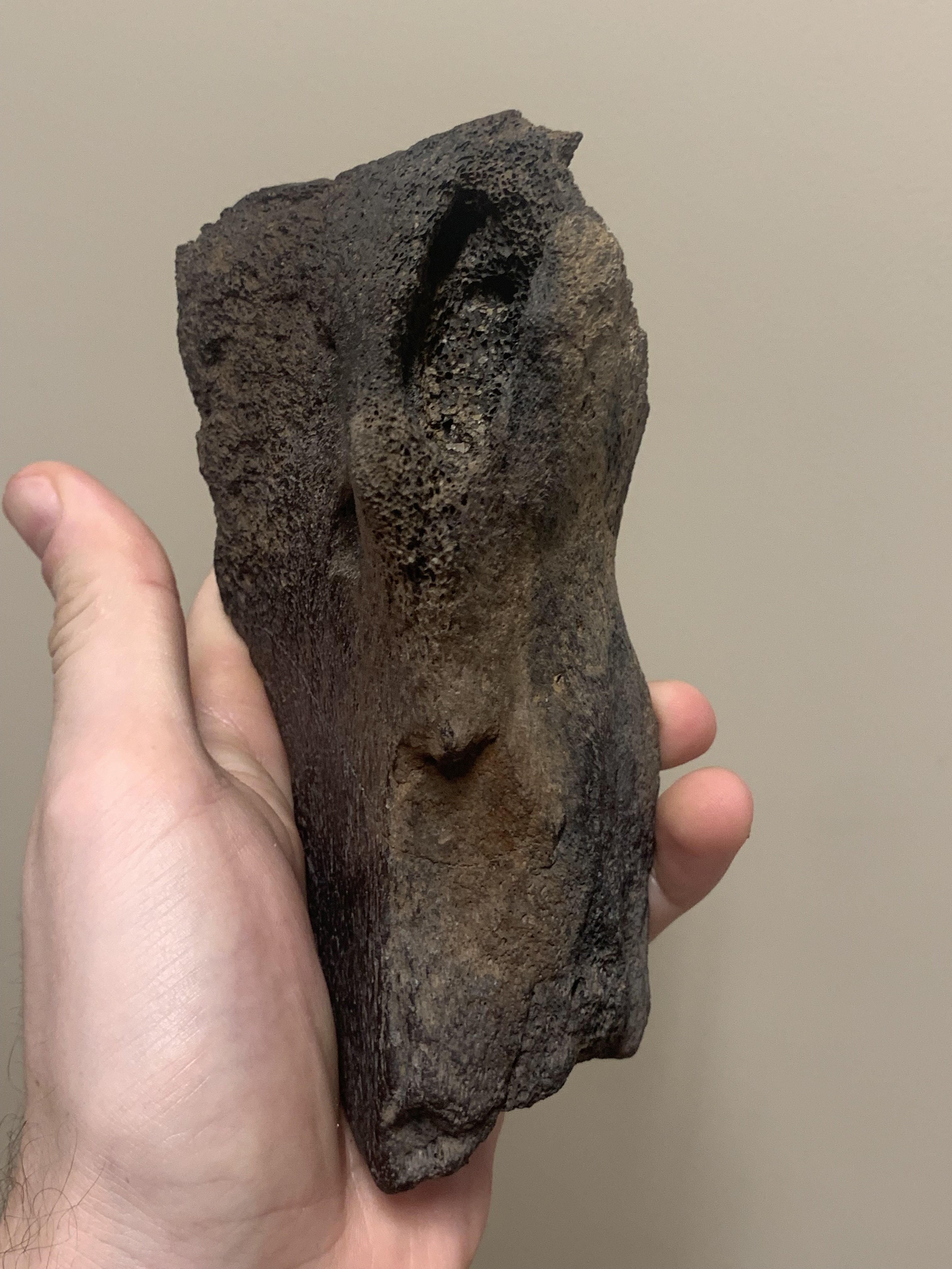 Large Mystery Fossil Bones from North Carolina - Fossil ID - The Fossil ...