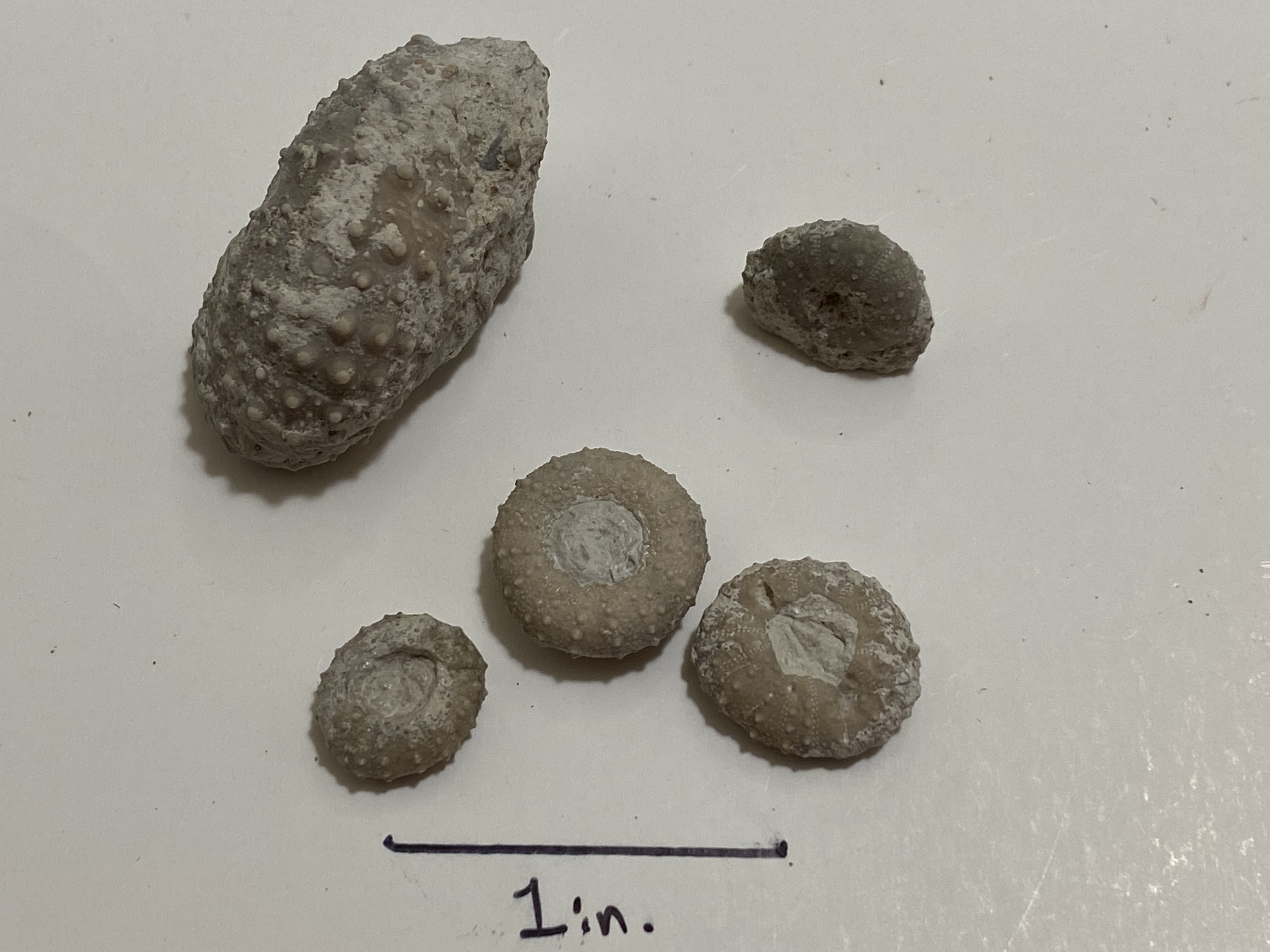 Snooping Around the Loop 360 Cuts - Fossil Hunting Trips - The Fossil Forum