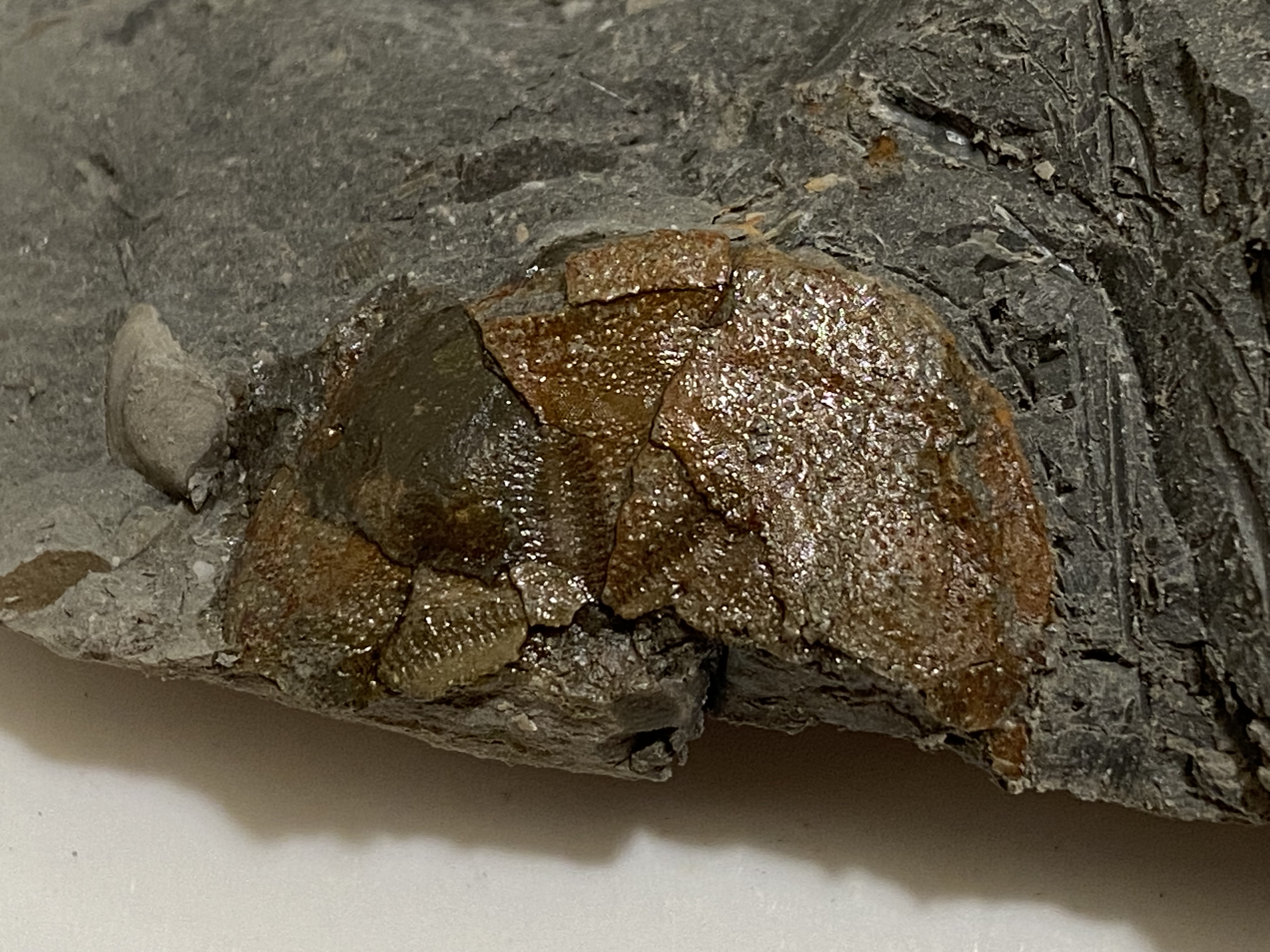 Strange Finds from the Austin Ozan. A Test for the Ozan Experts. - Page ...