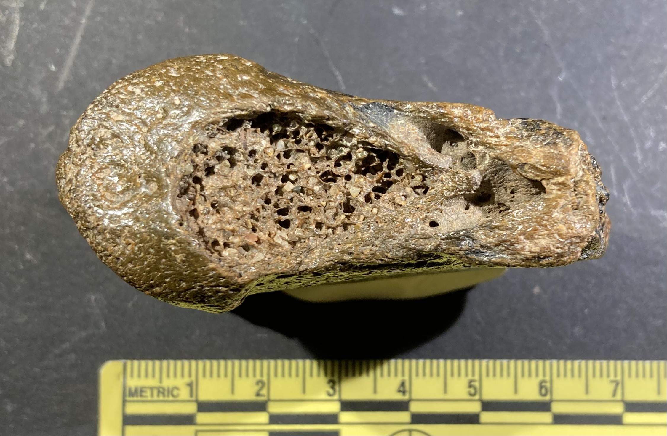 September 2022 - Finds of the Month Entries - Fossil of the Month - The ...