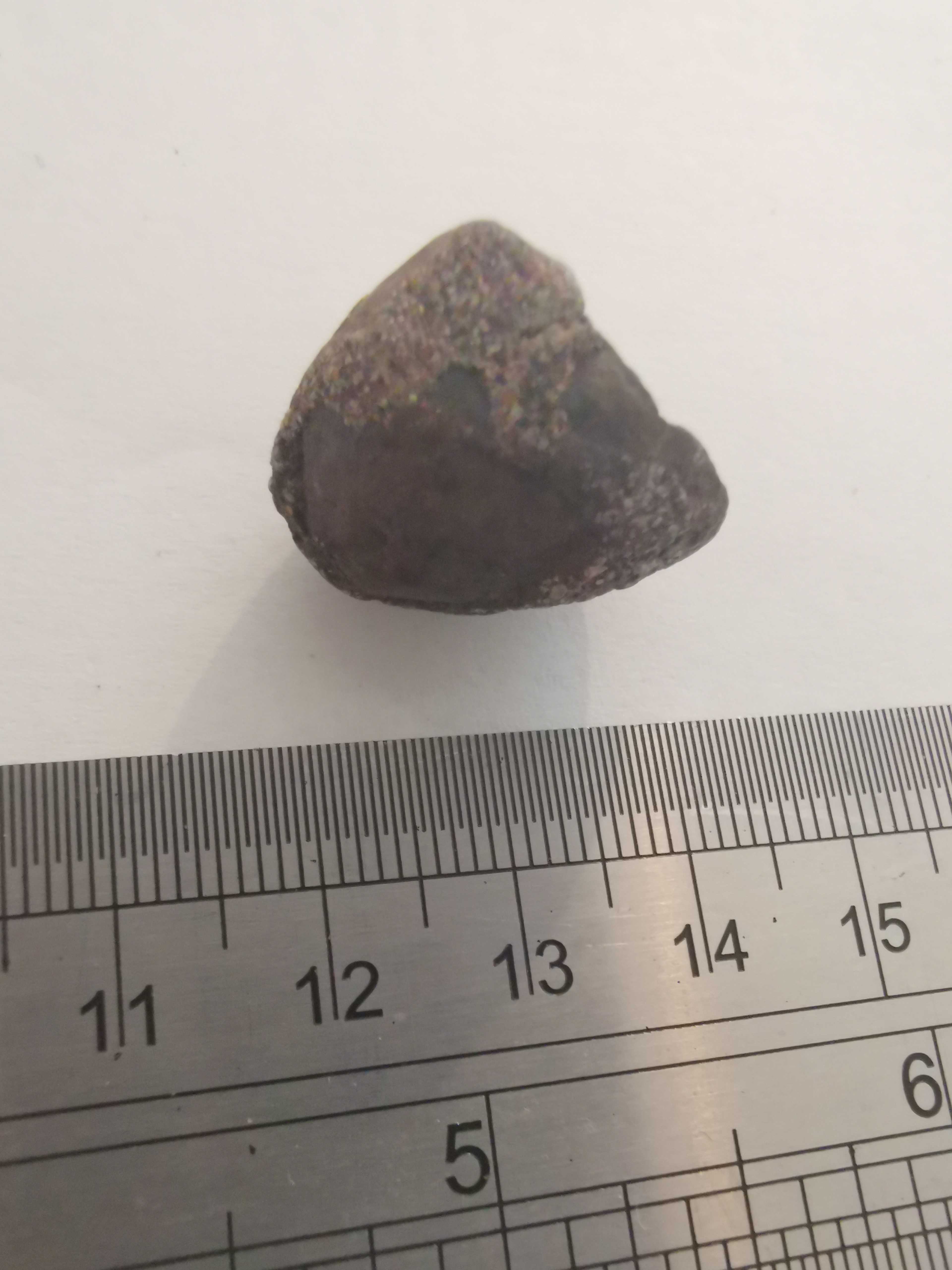 Egg...Acorn... something else? - Fossil ID - The Fossil Forum