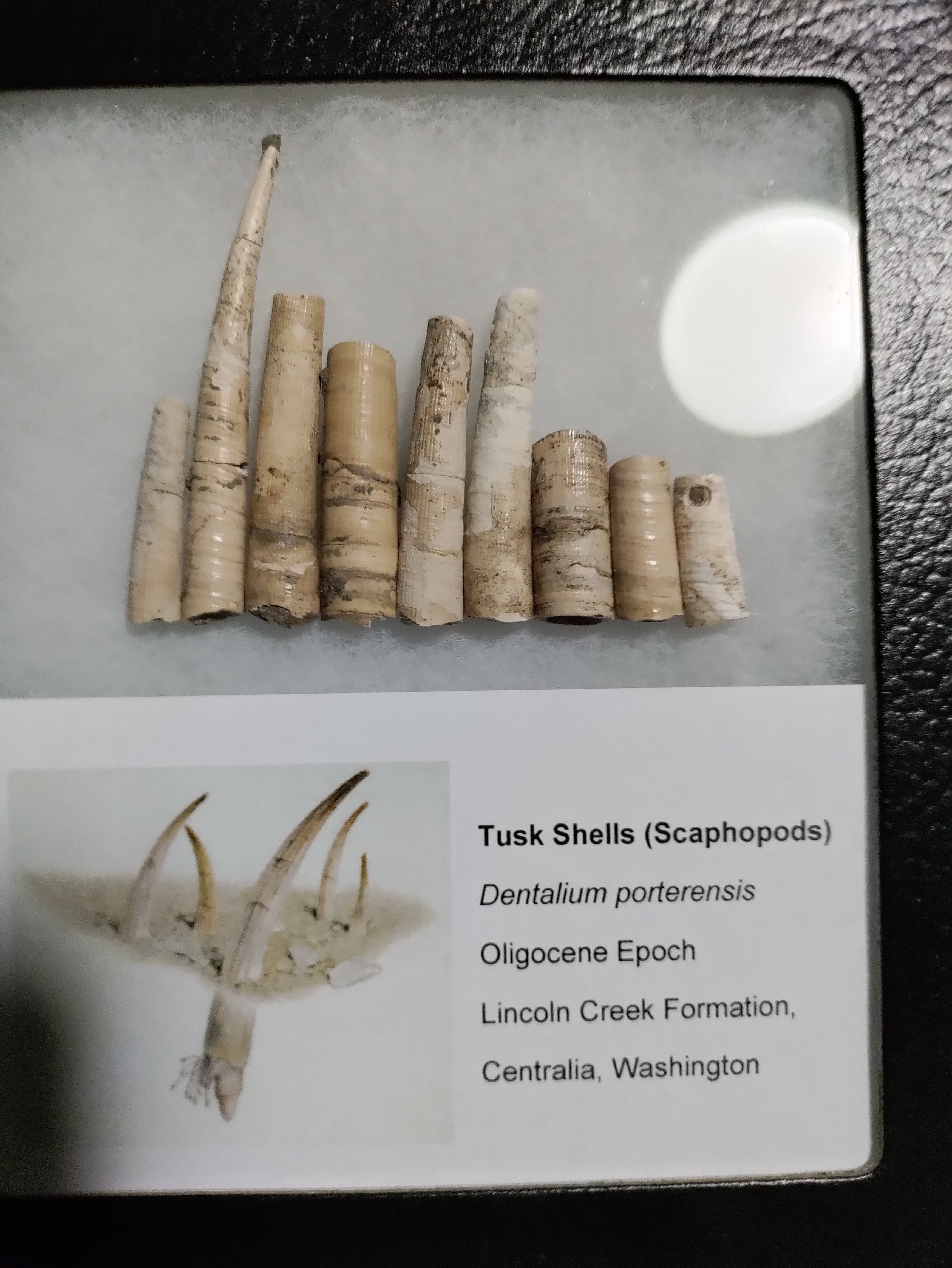 Tusk Shells!!! - Member Collections - The Fossil Forum