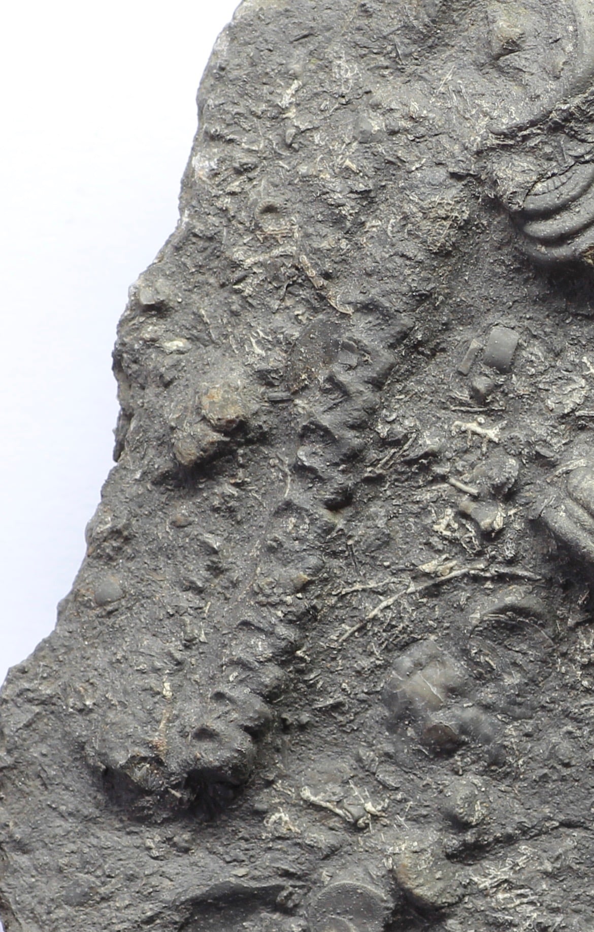 Alpena, Michigan oddities from Potter Farm formation - Fossil ID - The ...