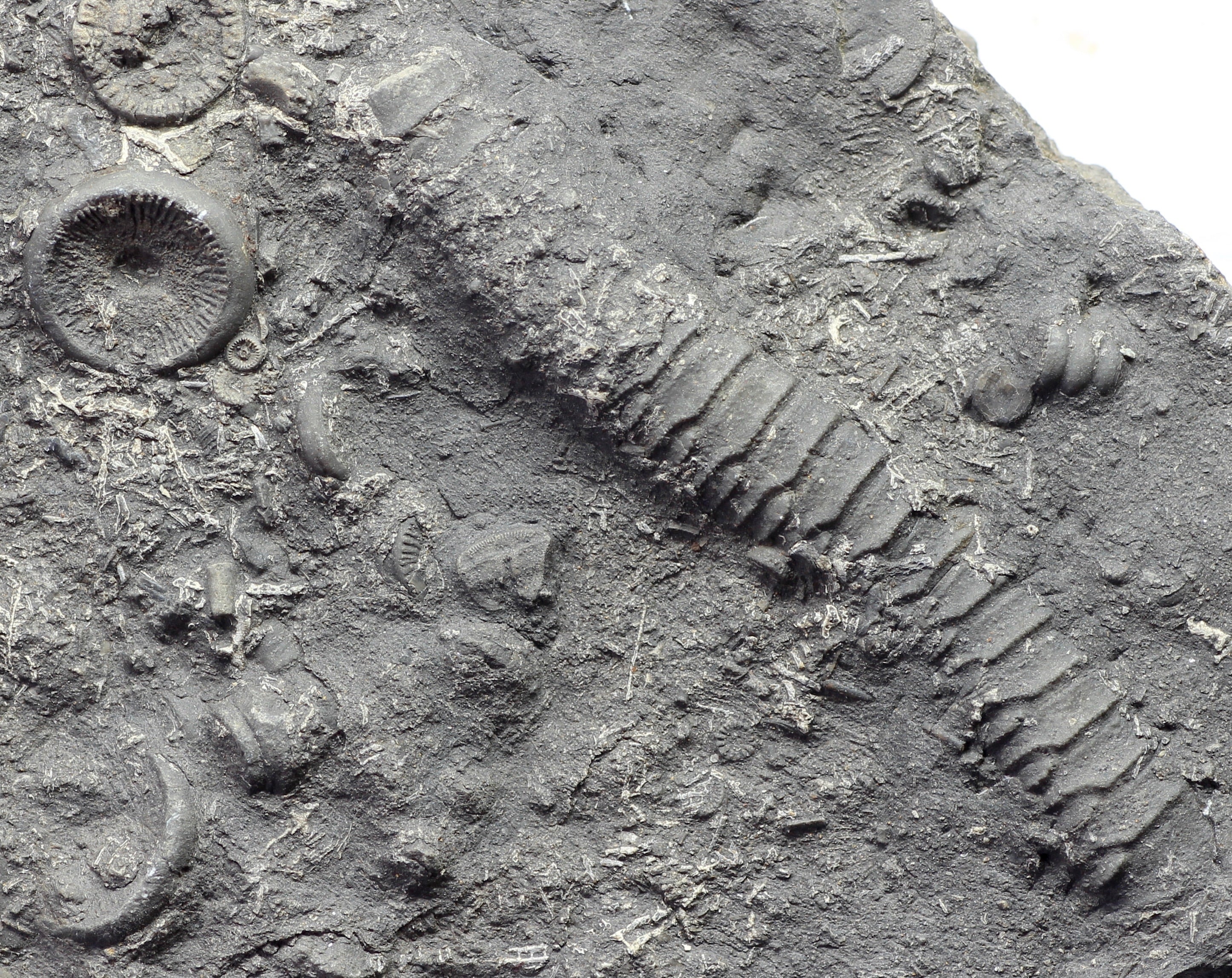 Alpena, Michigan oddities from Potter Farm formation - Fossil ID - The ...