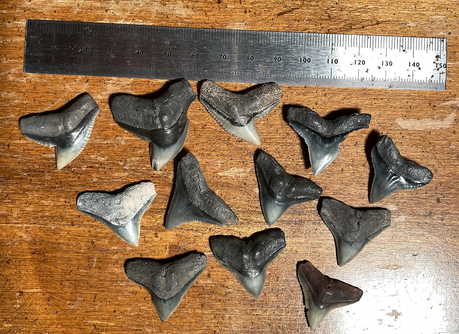 Bull? Dusky? Great White? - Fossil ID - The Fossil Forum