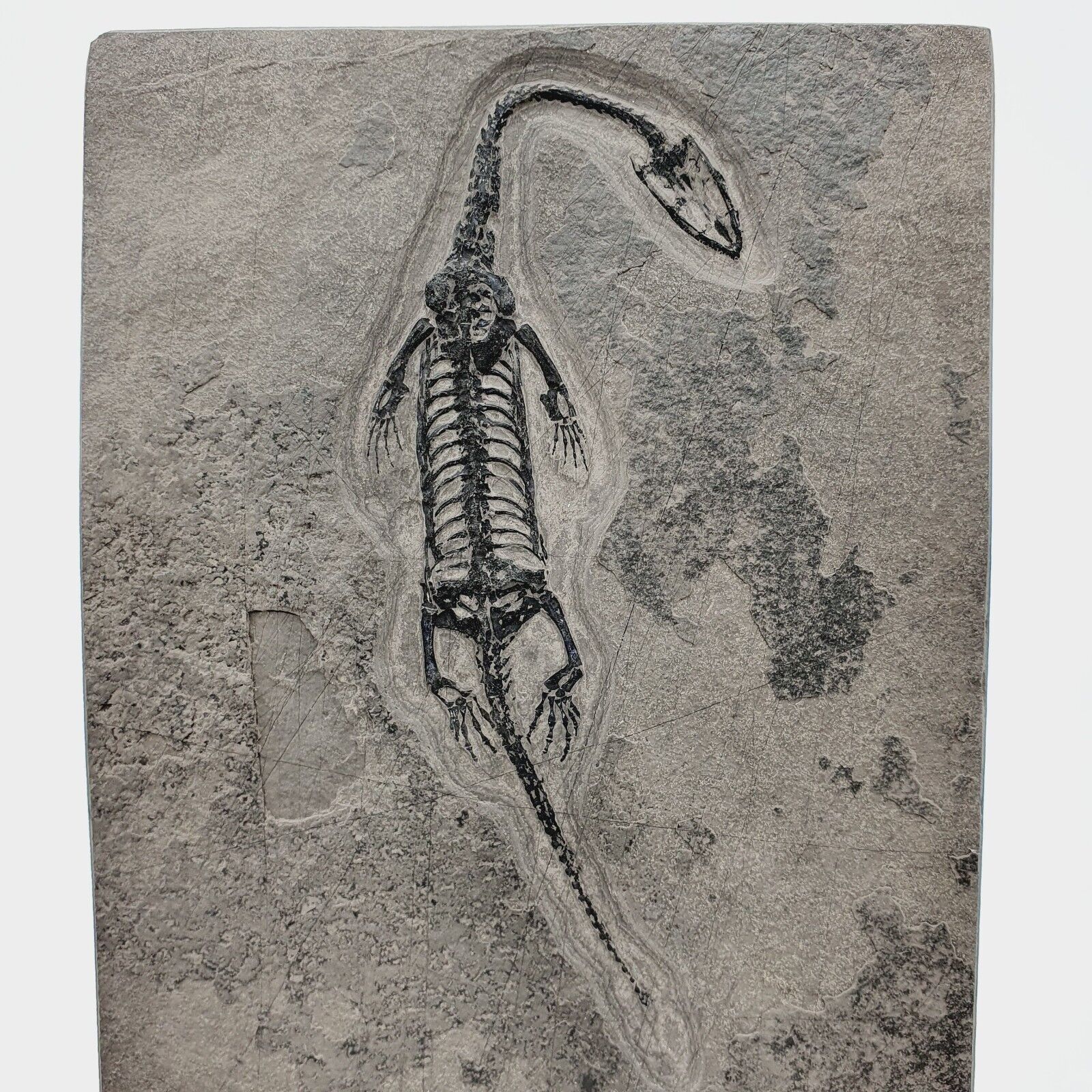 Keichousaurus Authenticity Check - Is It Real? How to Recognize Fossil ...