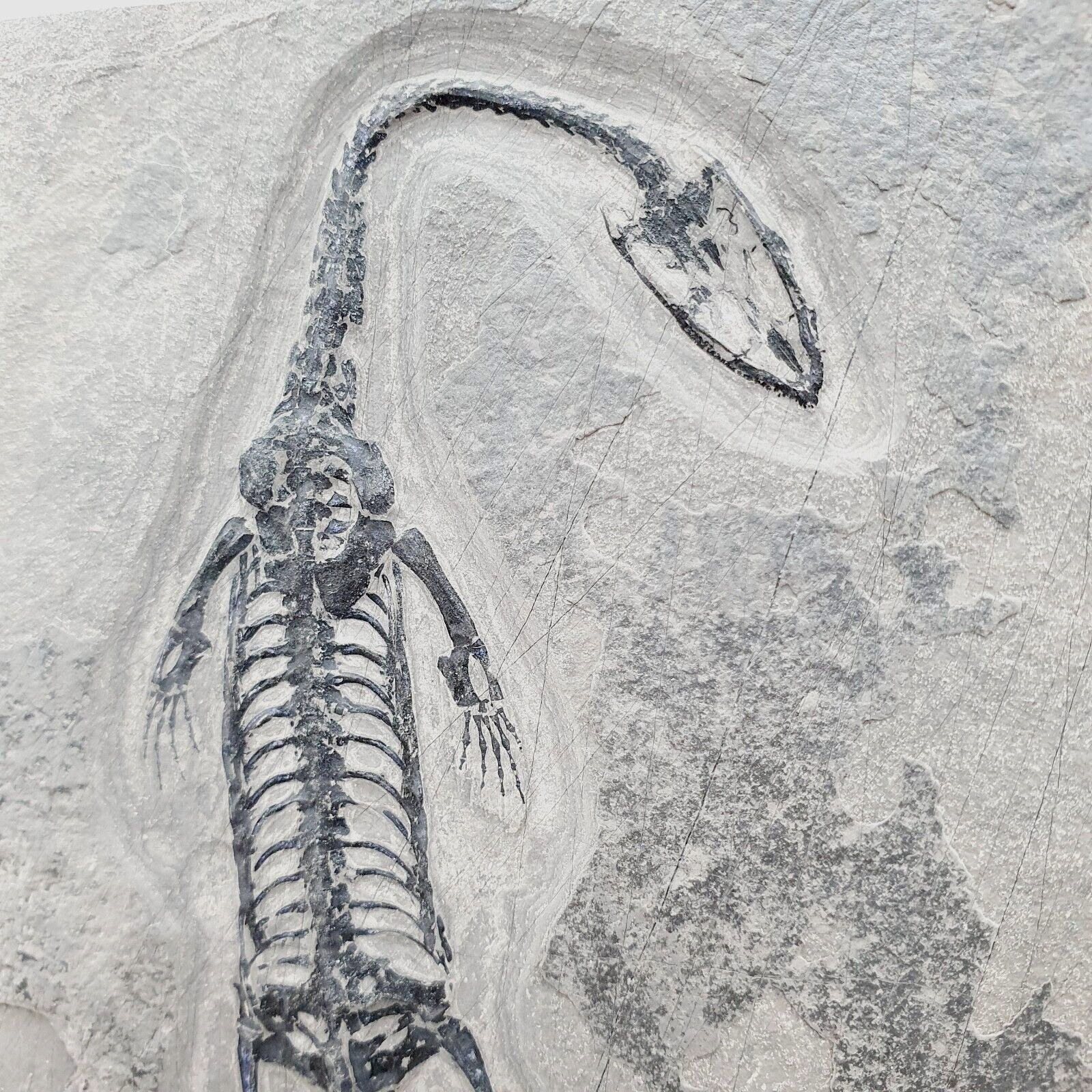 Keichousaurus Authenticity Check - Is It Real? How to Recognize Fossil ...
