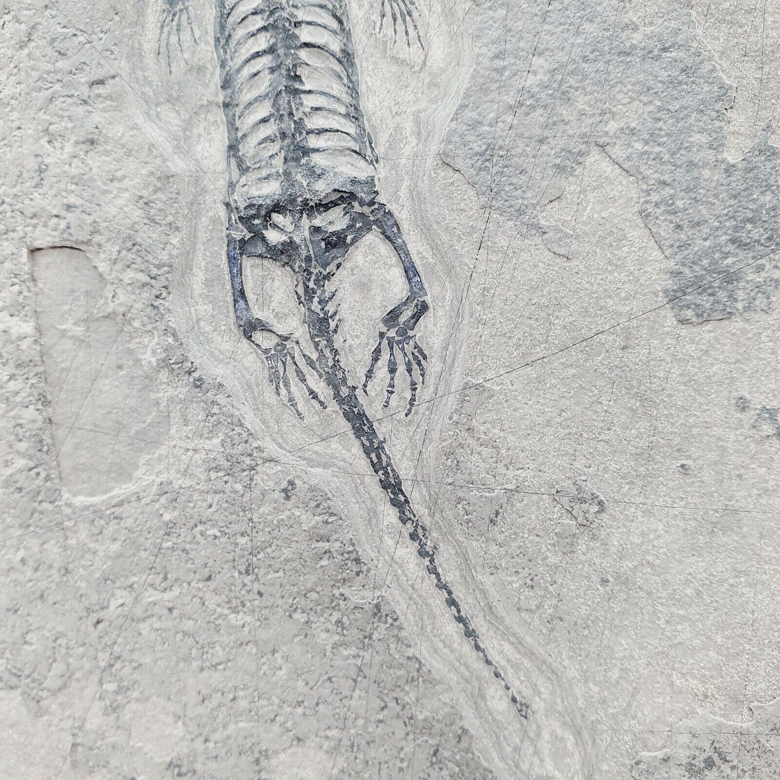Keichousaurus Authenticity Check - Is It Real? How to Recognize Fossil ...