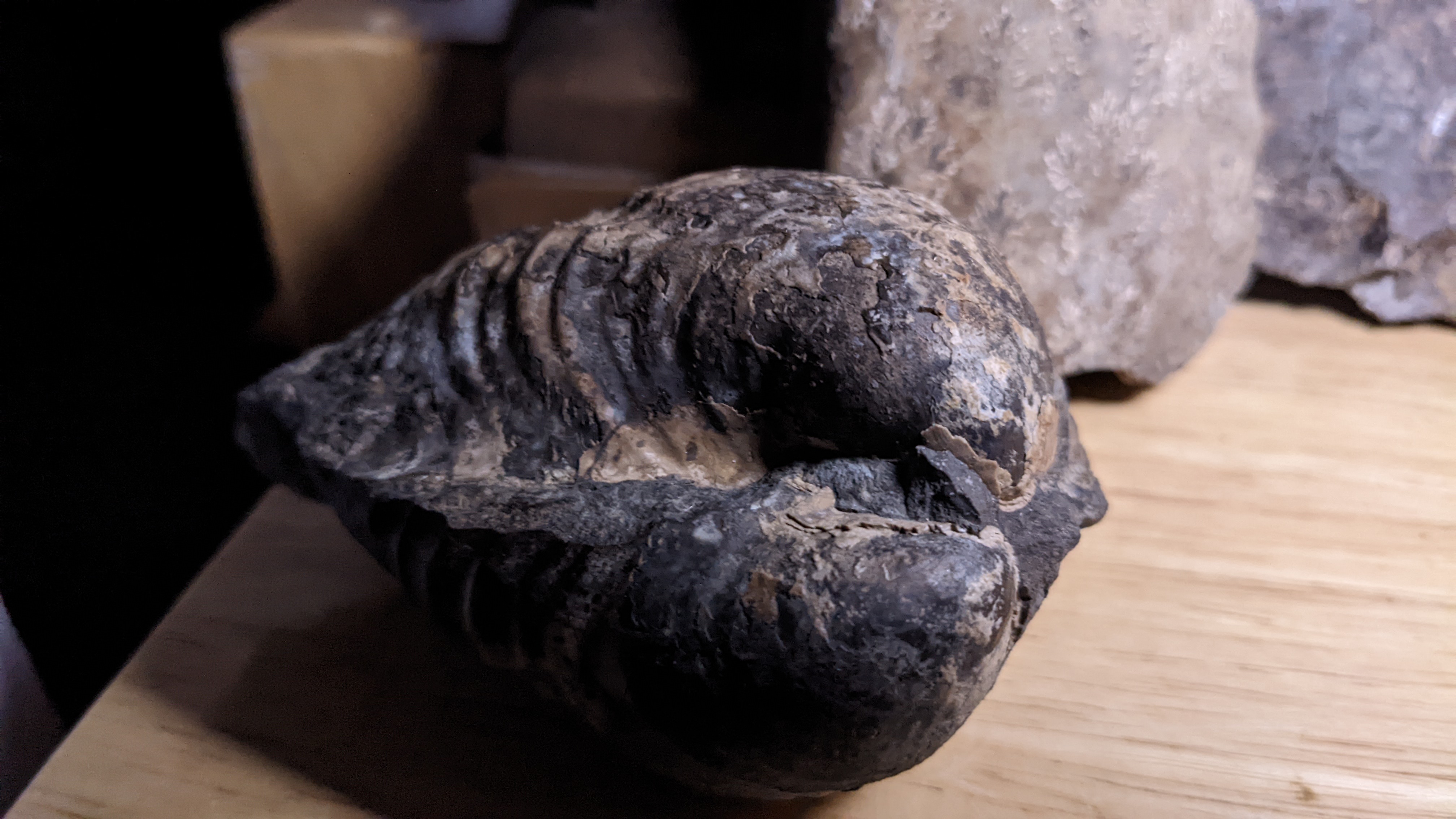 Ammonite, Baculite, and Inoceramus. 3 examples of some nice Pierre ...