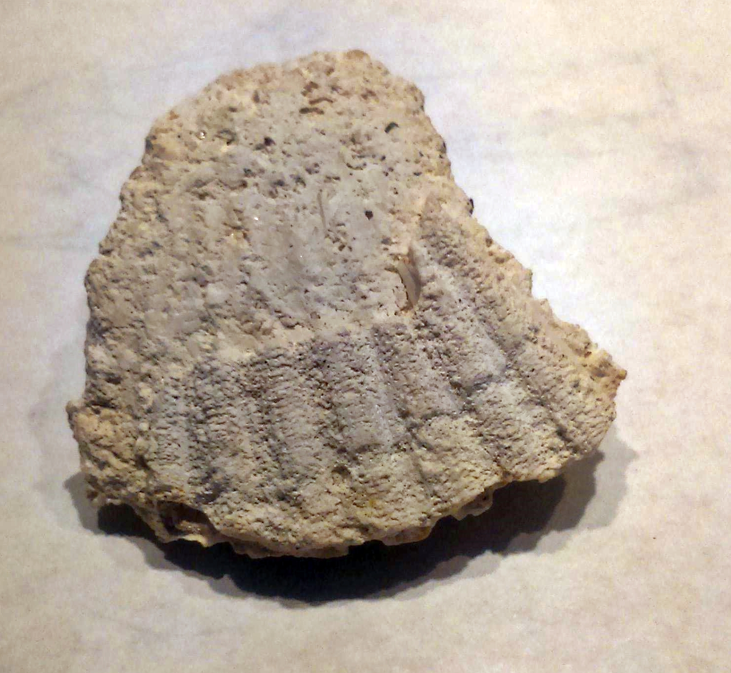 Upper Miocene bivalve and coral ID - Fossil ID - The Fossil Forum